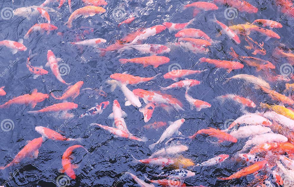 Chinese fish stock image. Image of oriental, fresh, garden - 23252923
