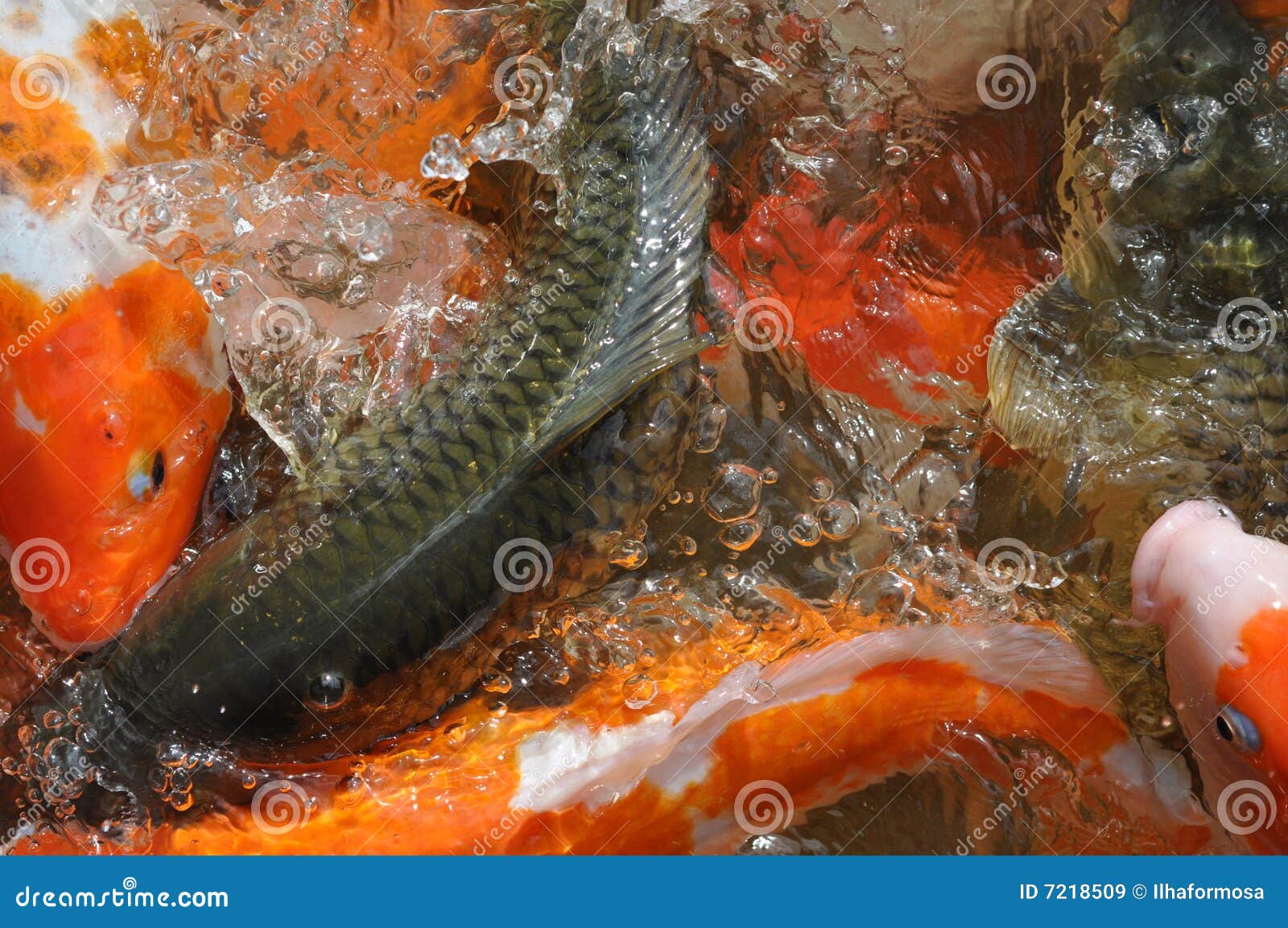 Chinese Fish stock image. Image of asia, lakes, lunch - 7218509