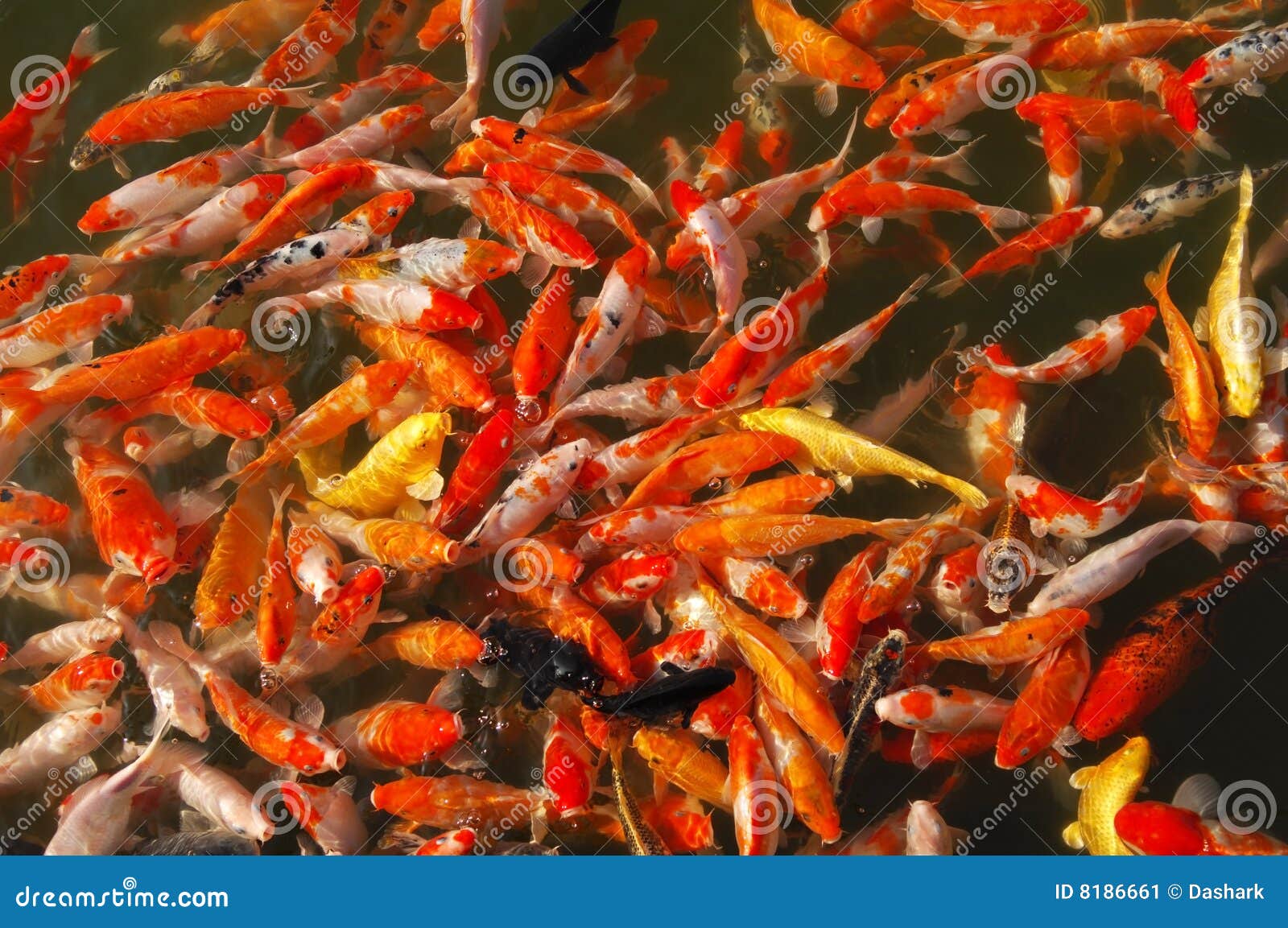 Chinese fish stock image. Image of carp, colorful, fins - 8186661