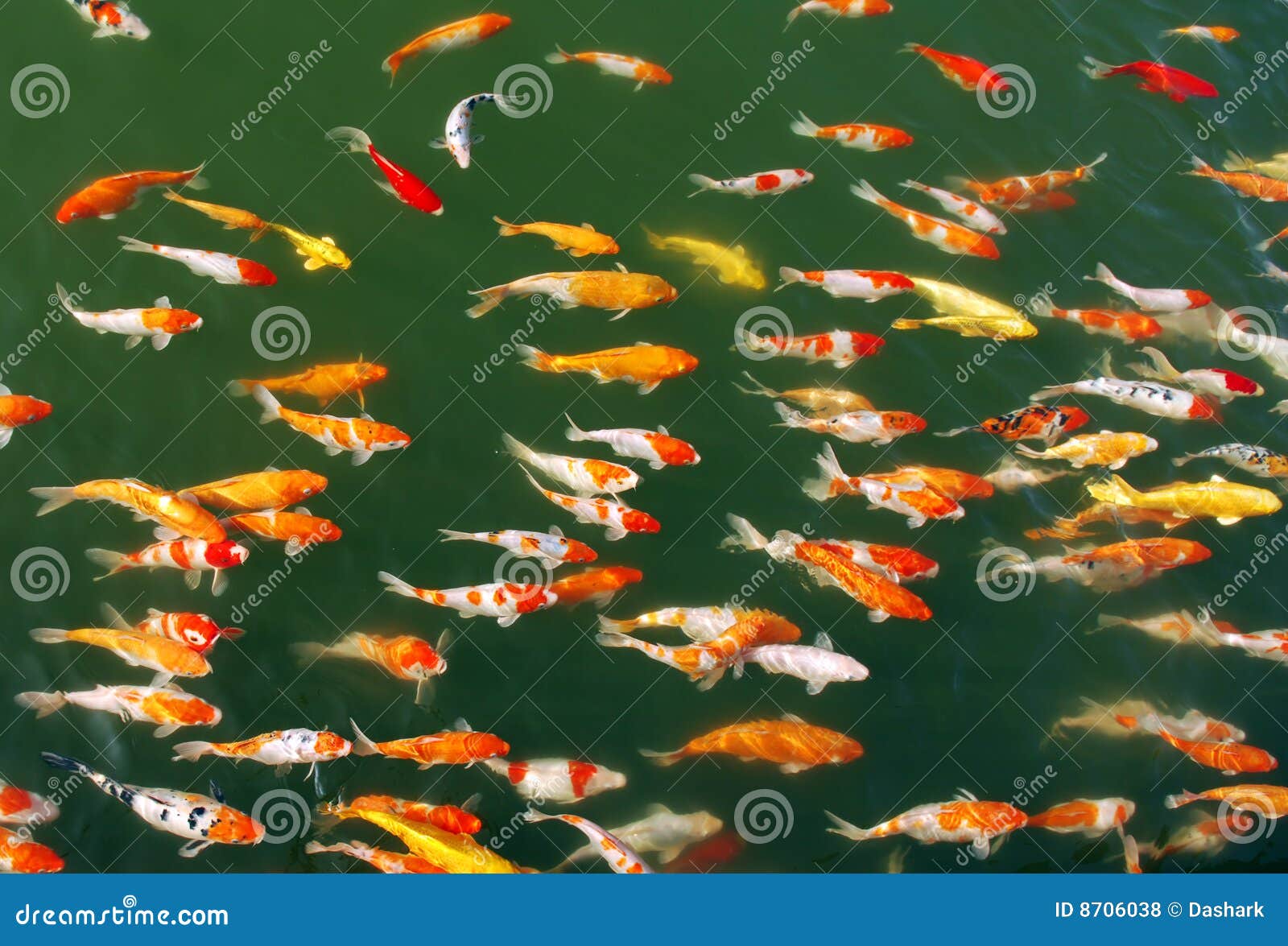 Chinese fish stock photo. Image of nature, golden, asia - 8706038
