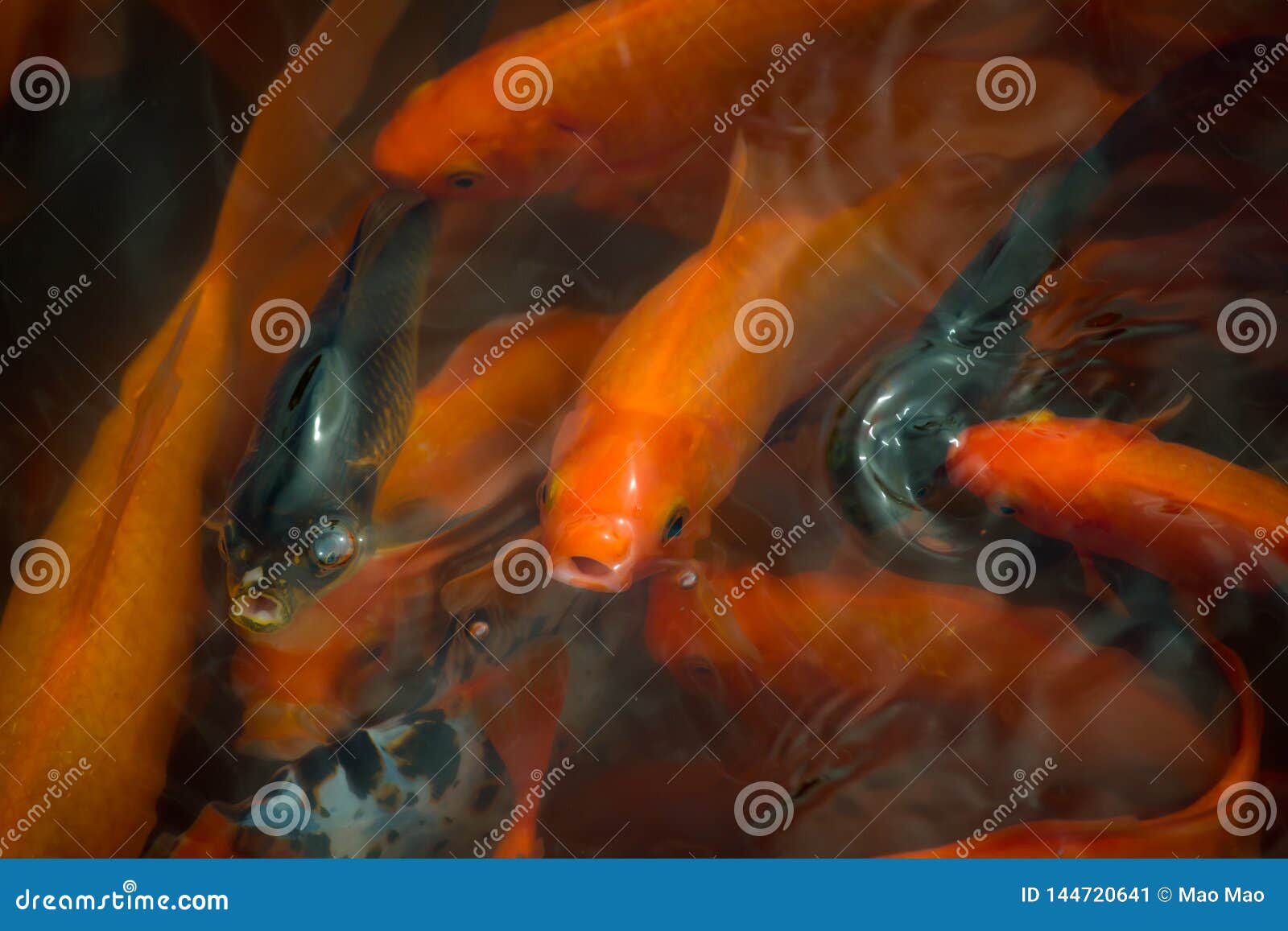 Chinese Fish in a Pond in China Stock Image - Image of garden, feed ...