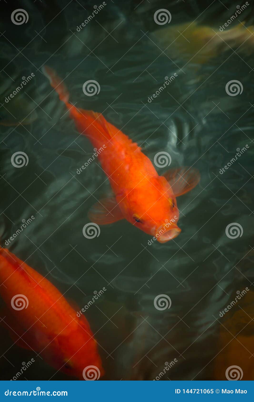 Chinese Fish in a Pond in China Stock Image - Image of japan, beautiful ...