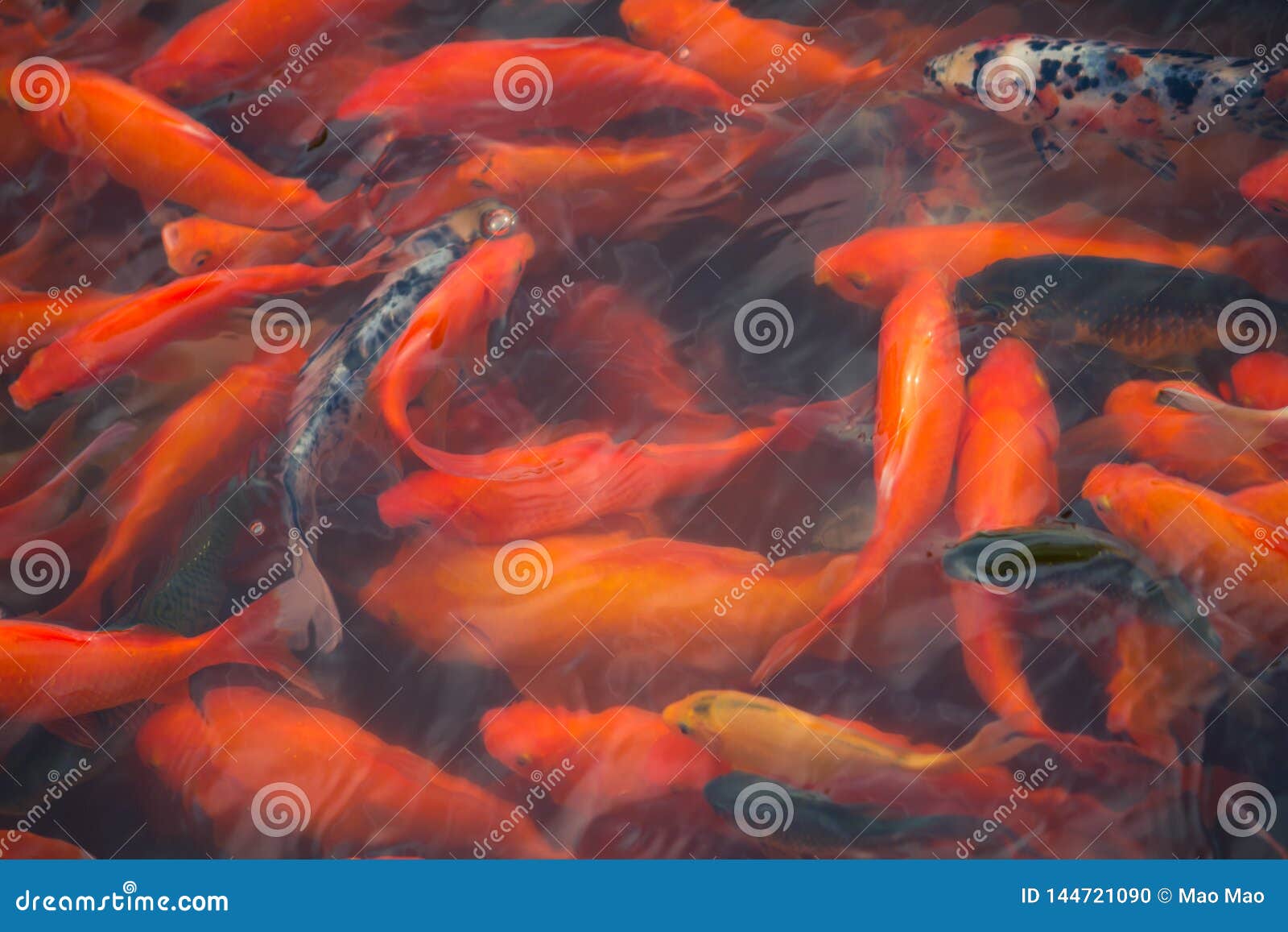 Chinese Fish in a Pond in China Stock Photo - Image of adaptable ...