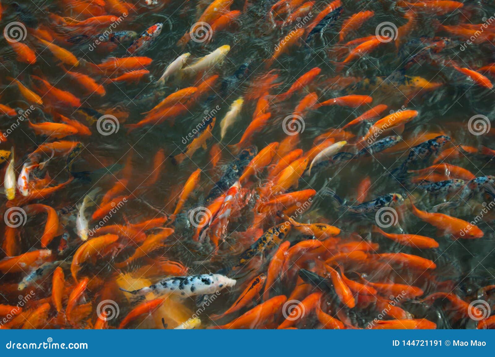 Chinese Fish in a Pond in China Stock Image - Image of feed, gold ...