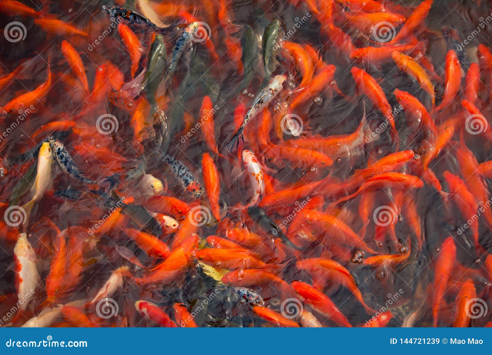 Chinese Fish in a Pond in China Stock Image - Image of feed, food ...