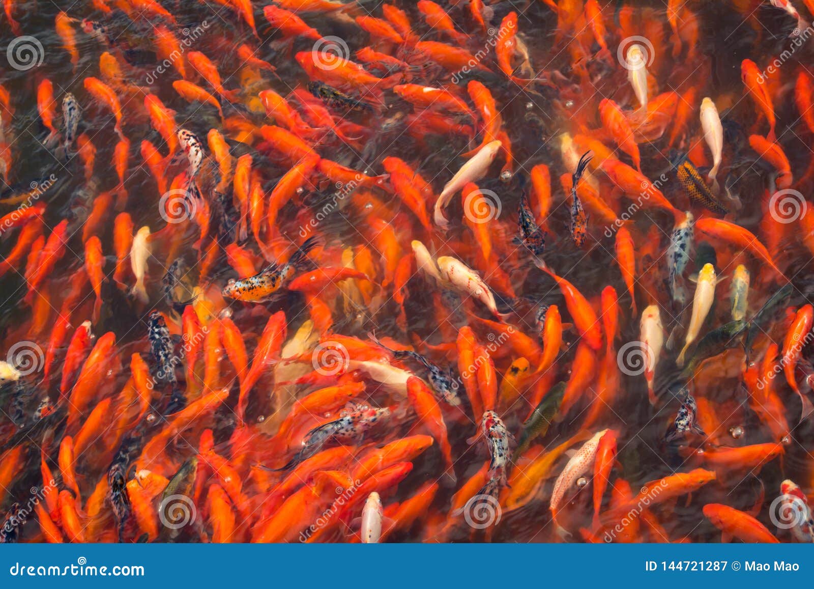 Chinese Fish in a Pond in China Stock Image - Image of china, neighbor ...