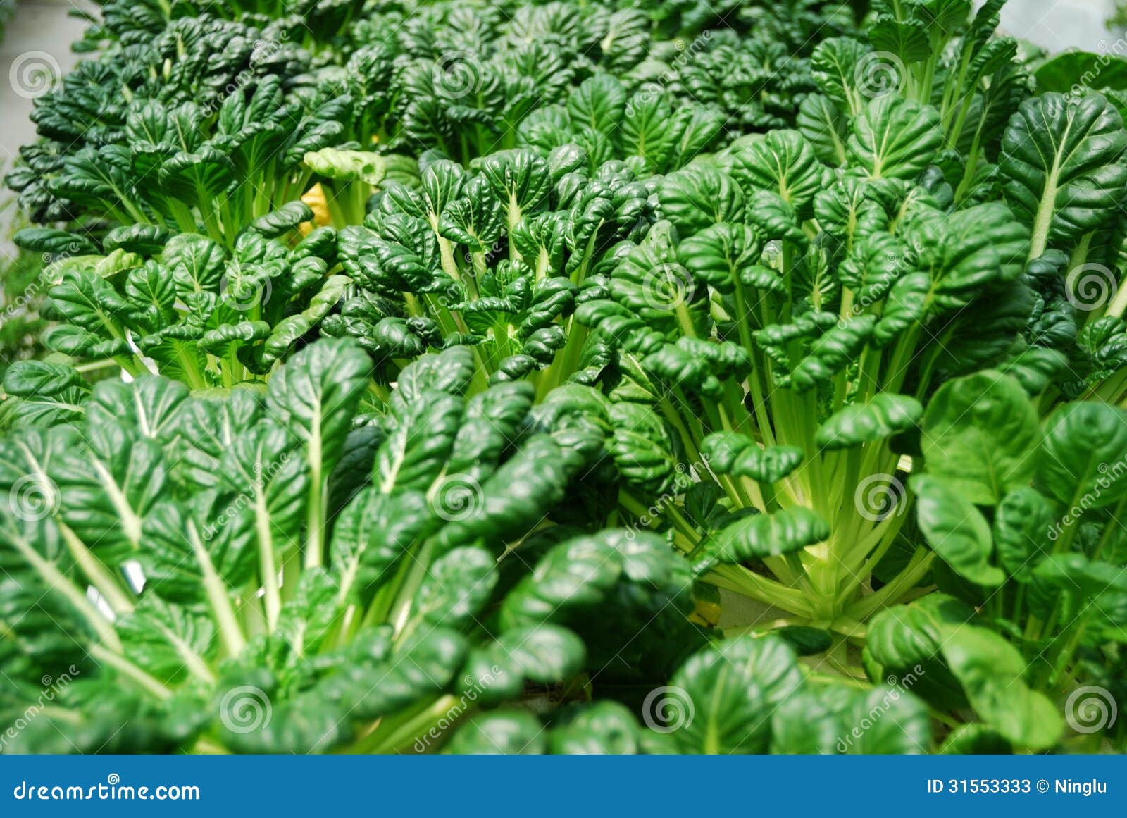 Chinese flat cabbage stock image. Image of brassica, choy - 31553333