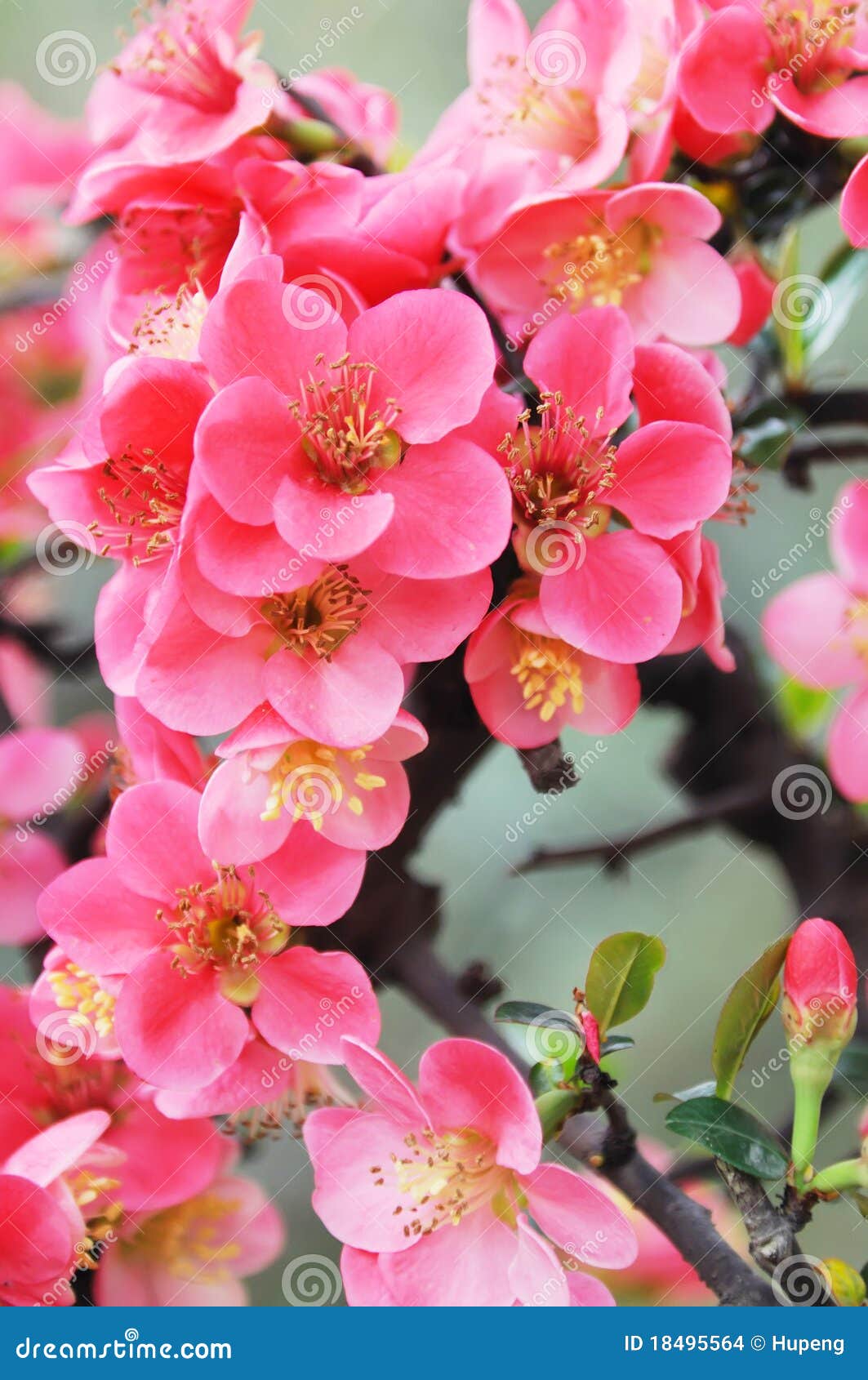 Chinese Flowering Crab Apple Stock Photo - Image of blooms, apple: 18495564