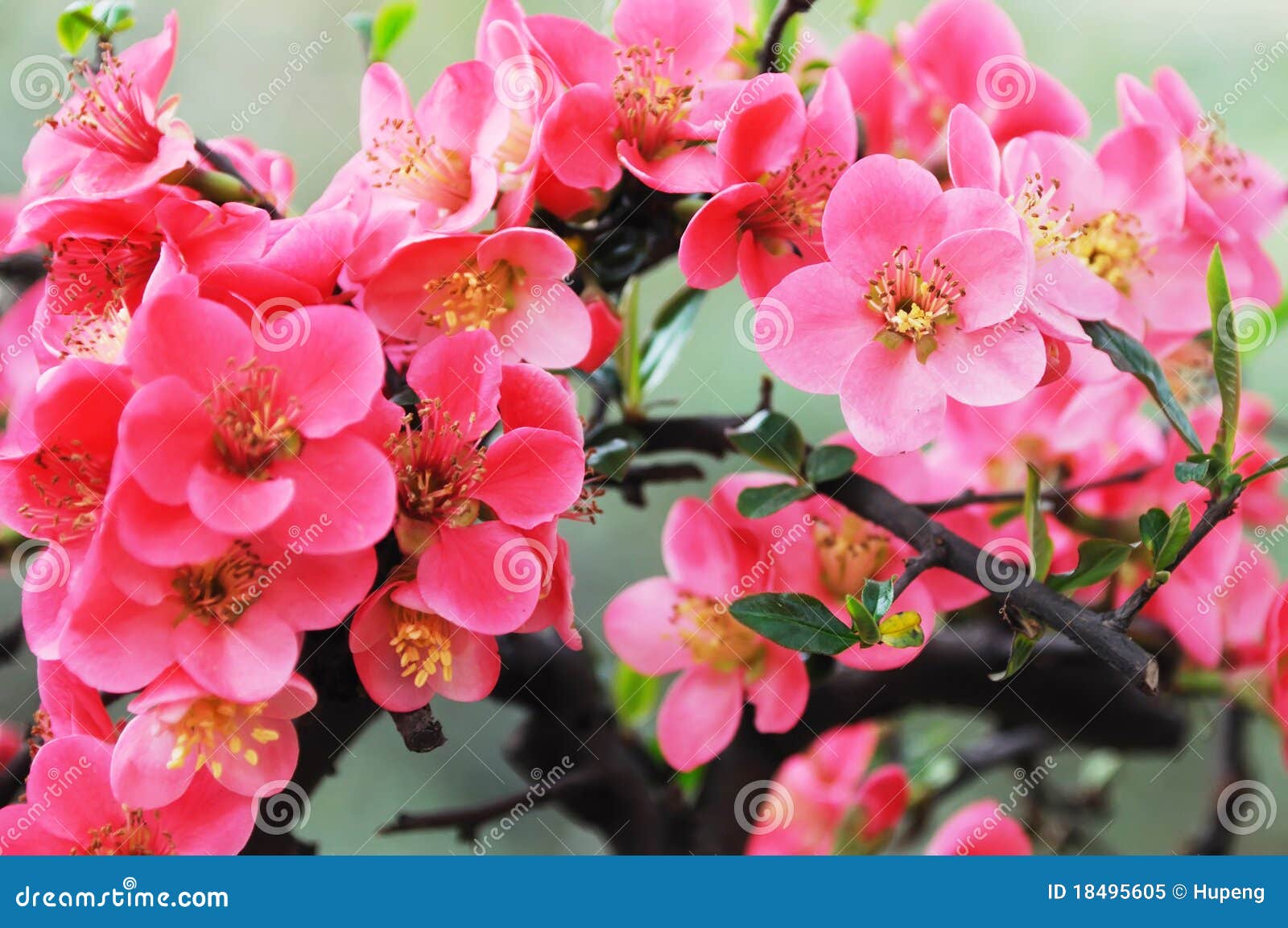 Chinese Flowering Crab Apple Stock Image - Image of accumulation ...