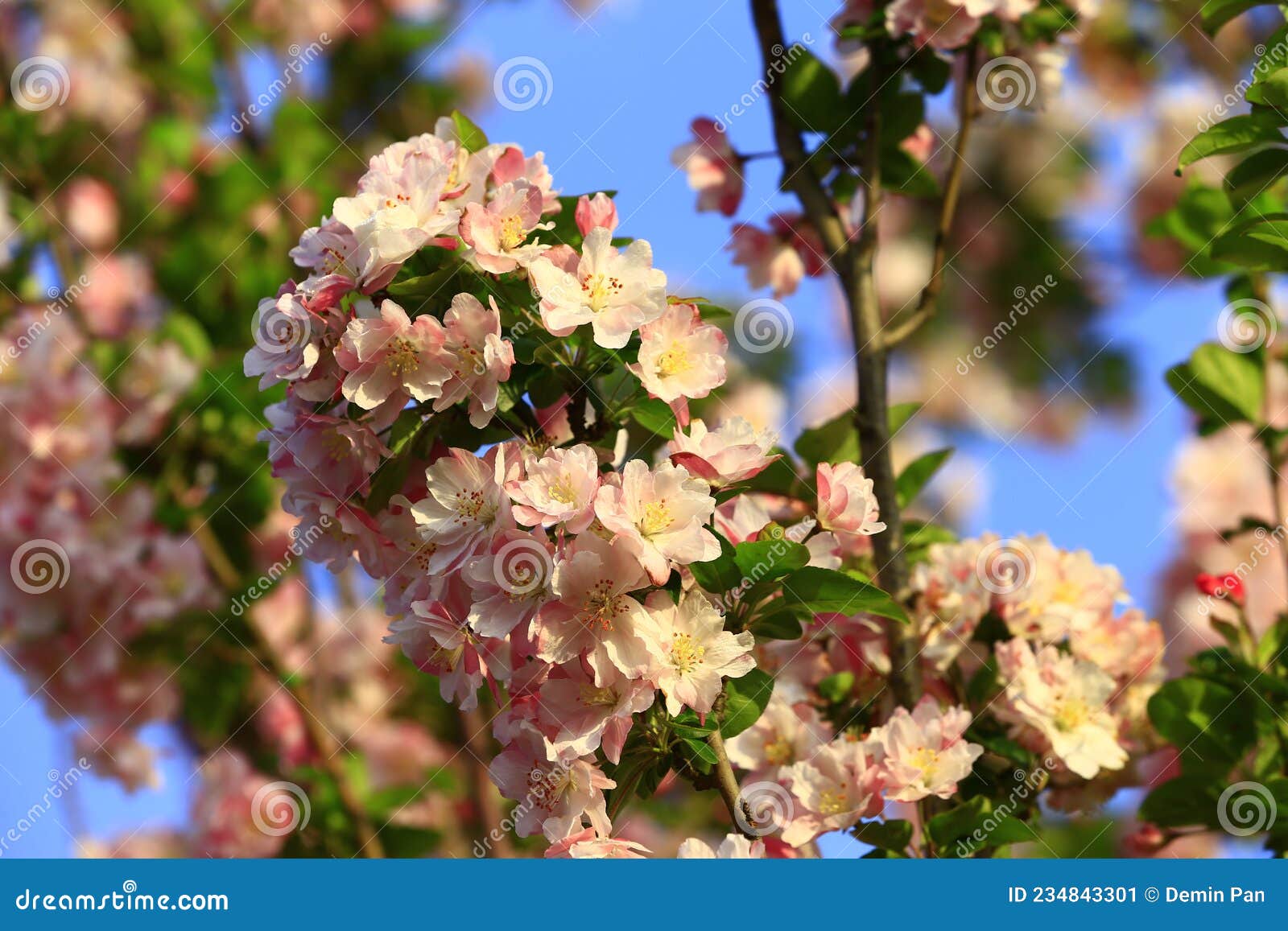 Chinese Flowering Crab-apple Blooming Stock Image - Image of leaves ...