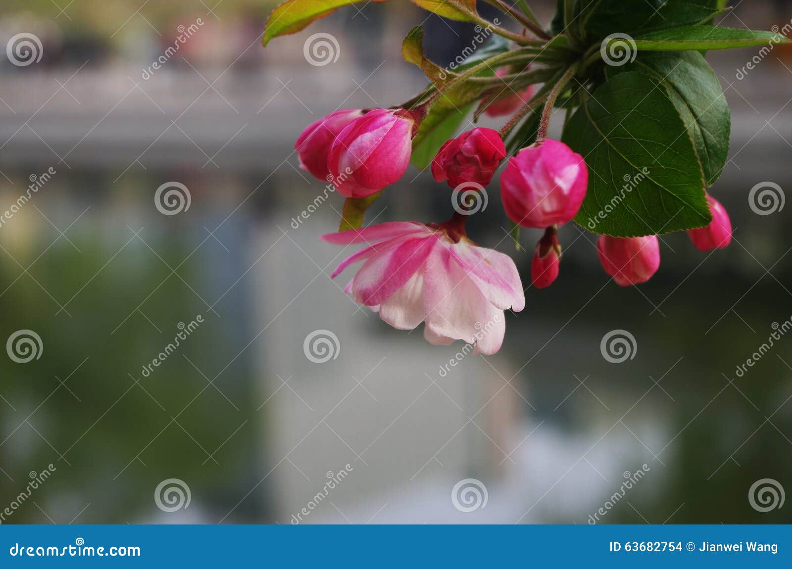 Chinese Flowering Crabapple Stock Photo - Image of malus, spring: 63682754
