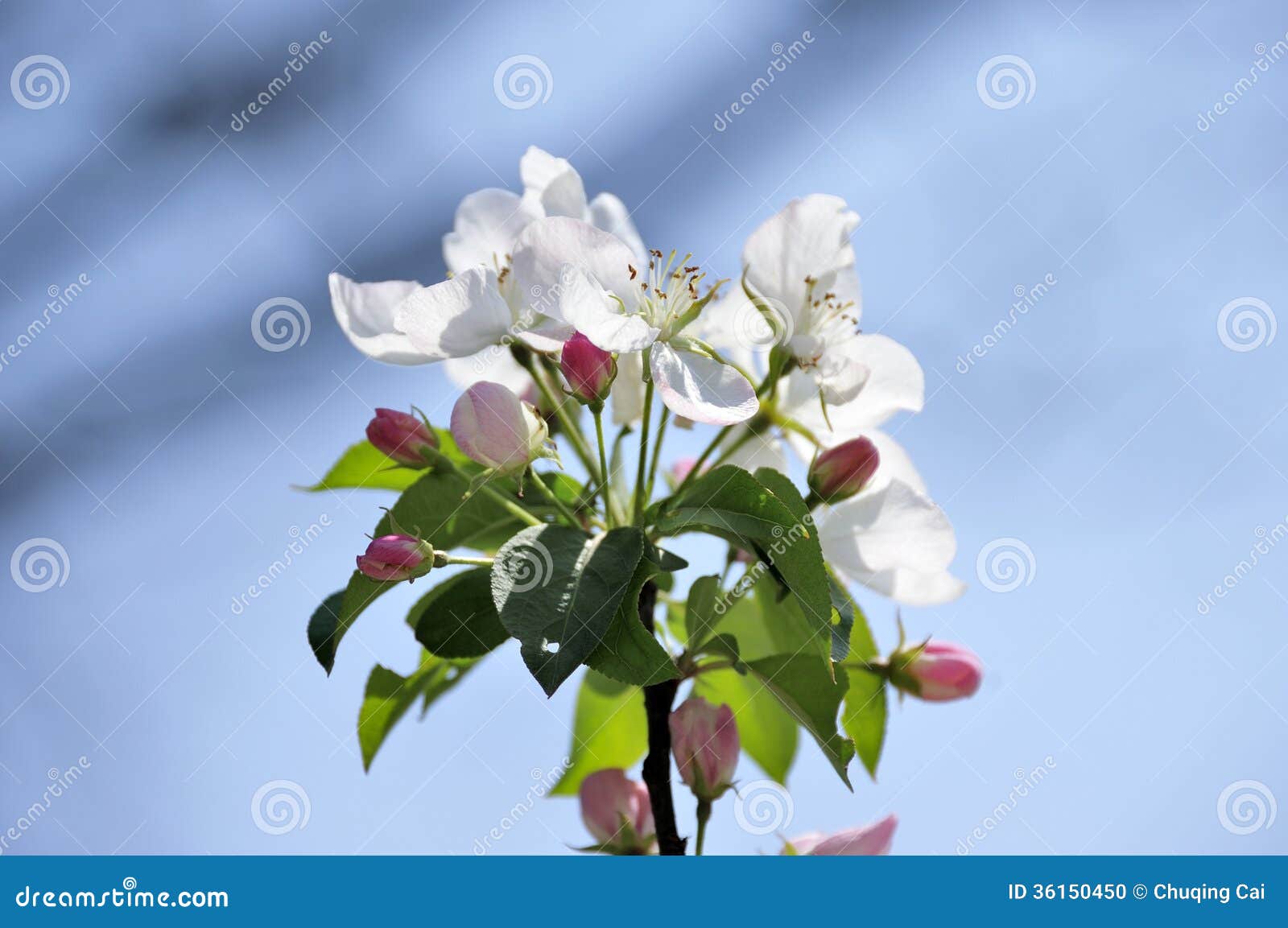 Chinese Flowering Crabapple Stock Photo - Image of pure, leaf: 36150450