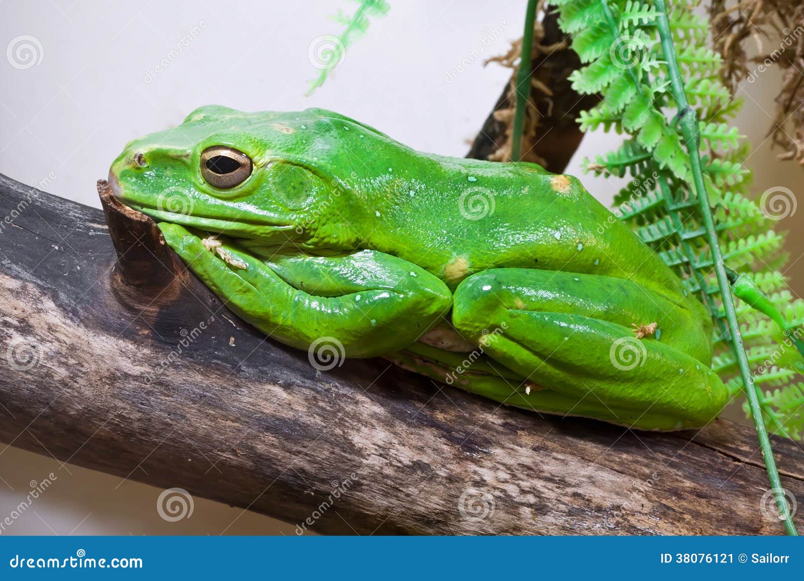 Chinese flying frog stock image. Image of cute, closeup - 38076121