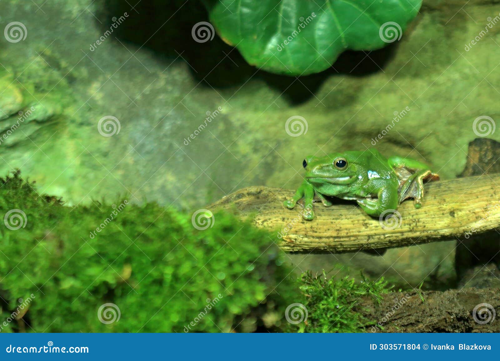 Chinese Flying Frog Royalty-Free Stock Photography | CartoonDealer.com ...