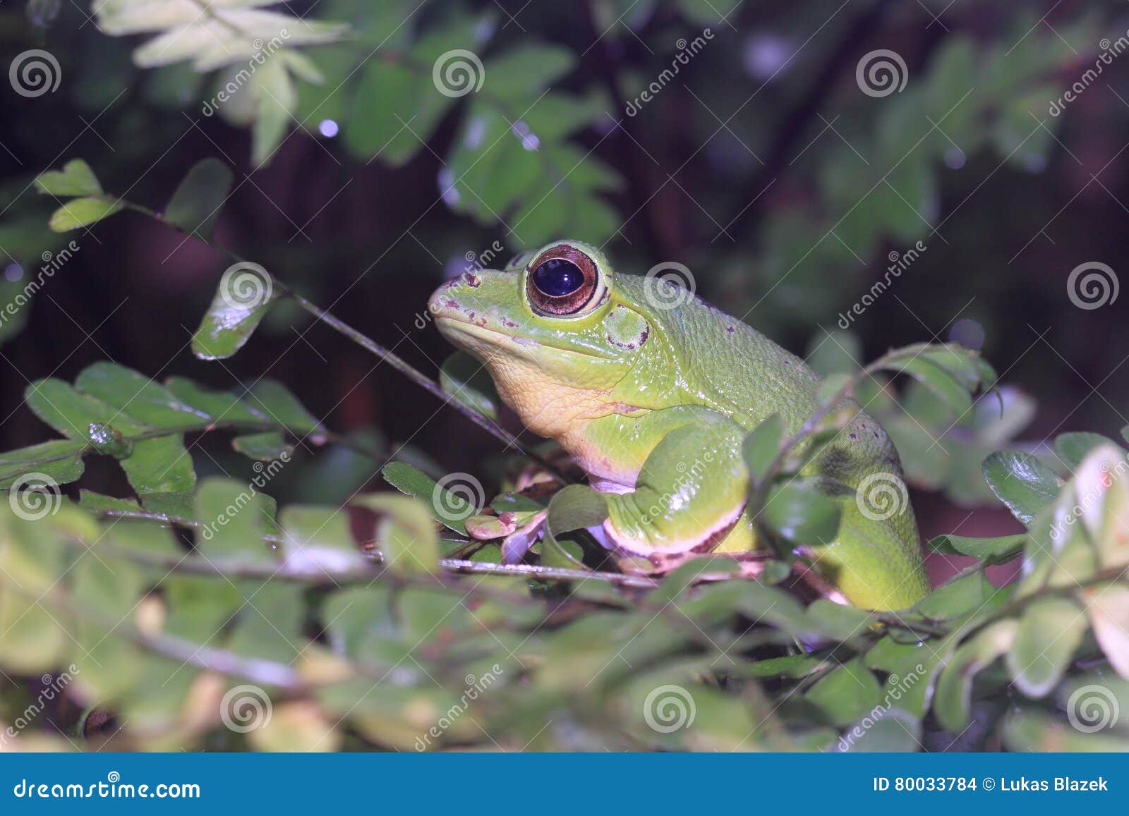 Chinese flying frog stock photo. Image of frog, nature - 80033784
