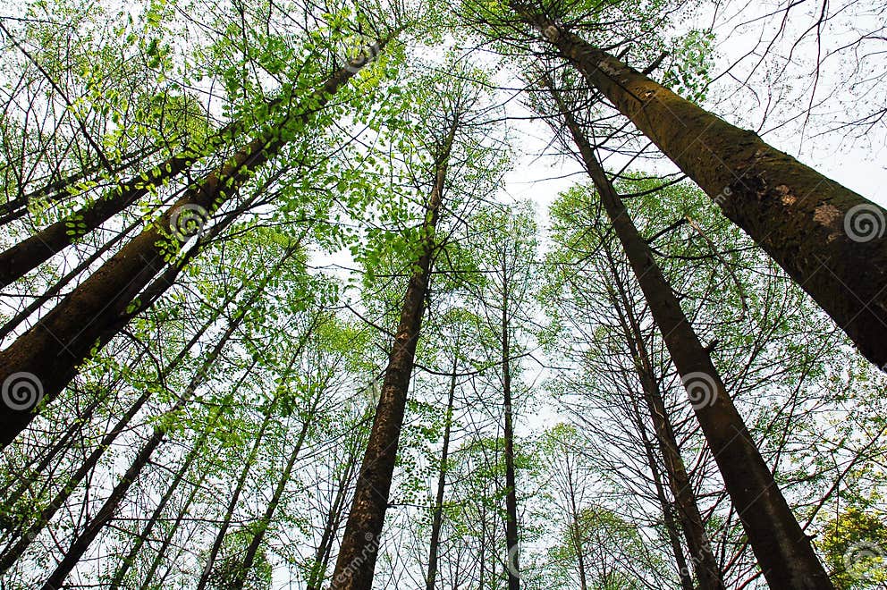 Chinese forest stock photo. Image of golden, fenghui, china - 2216116