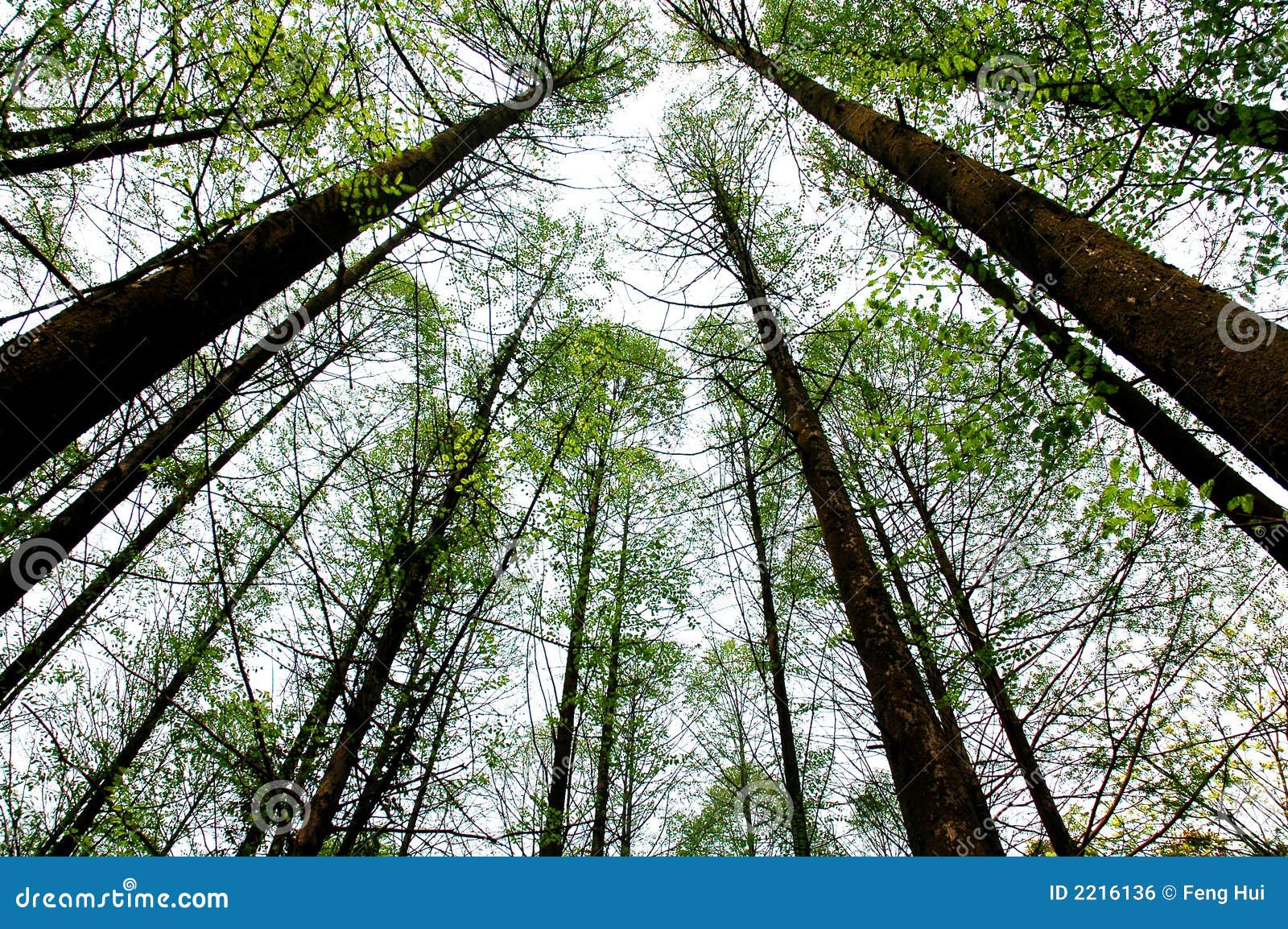 Chinese forest stock photo. Image of beech, germany, china - 2216136