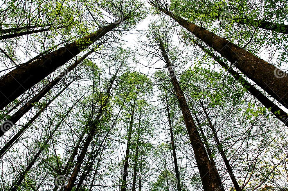 Chinese forest stock photo. Image of beech, germany, china - 2216136