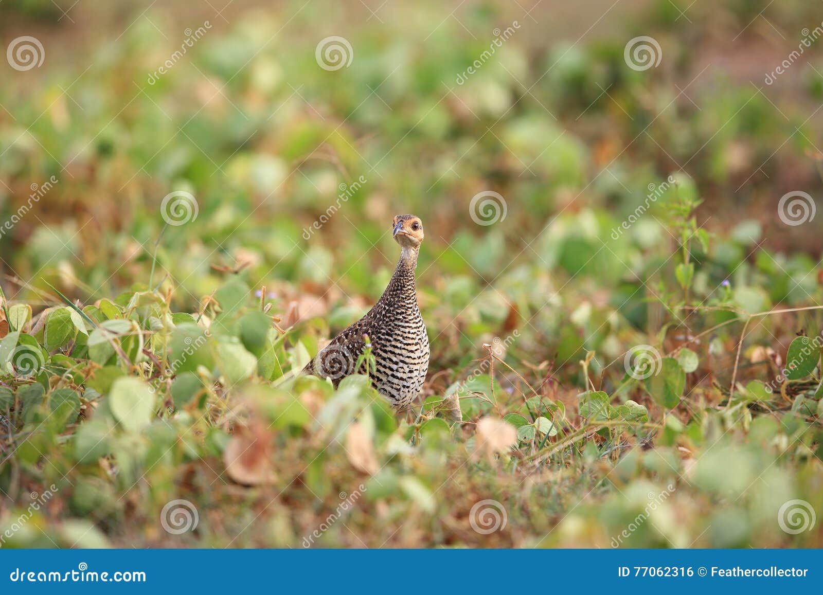 Chinese francolin stock photo. Image of asia, stone, natural - 77062316