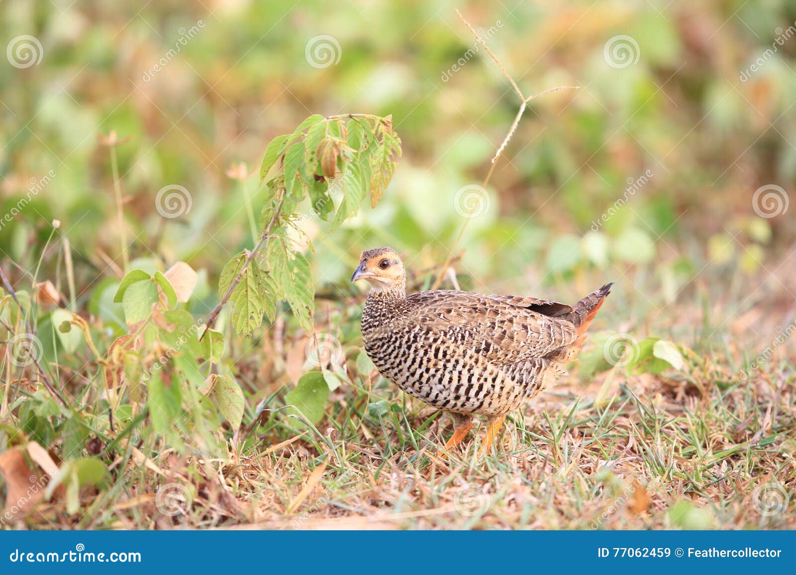 Chinese francolin stock image. Image of natural, chinese - 77062459