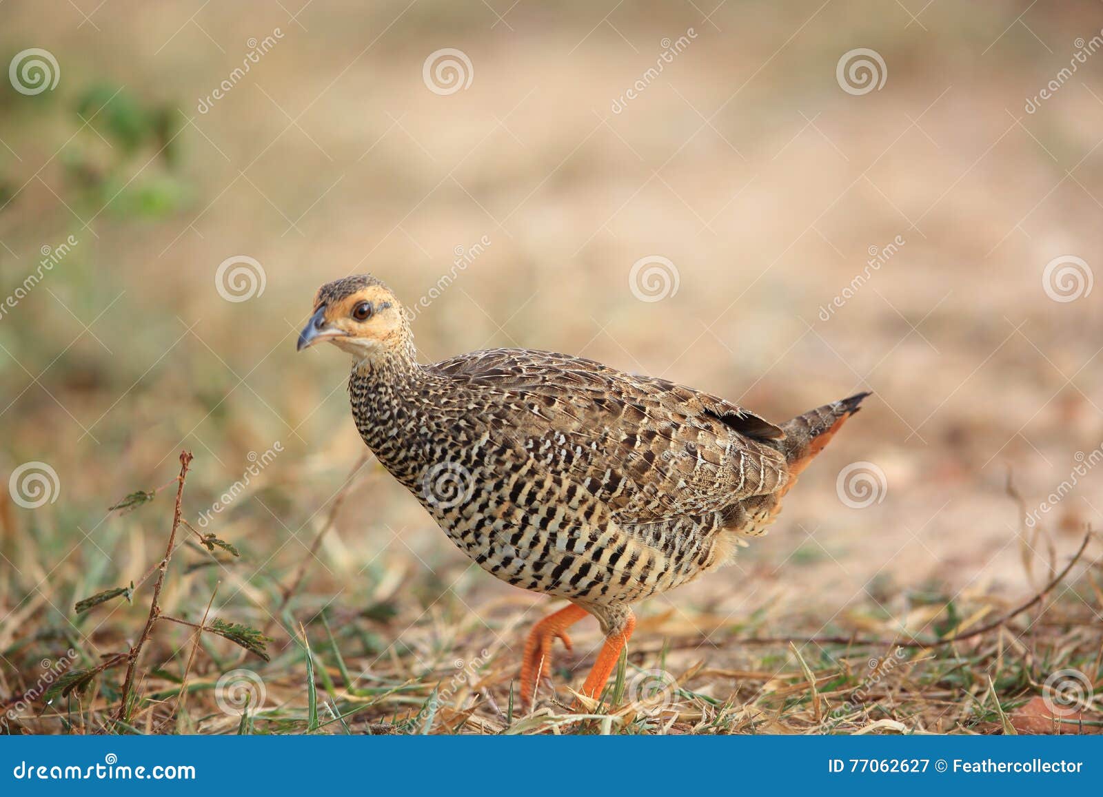 Chinese francolin stock image. Image of thailand, green - 77062627