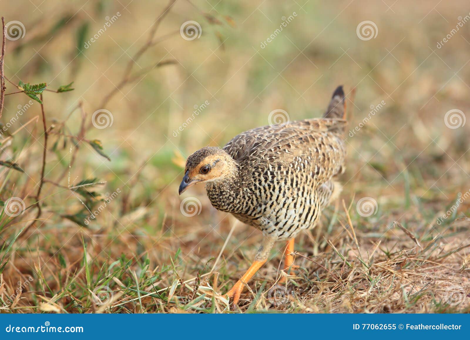 Chinese francolin stock image. Image of stone, francolinus - 77062655