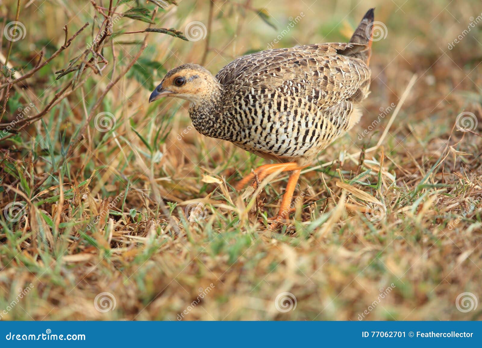 Chinese francolin stock image. Image of pintadeanus, pheasant - 77062701