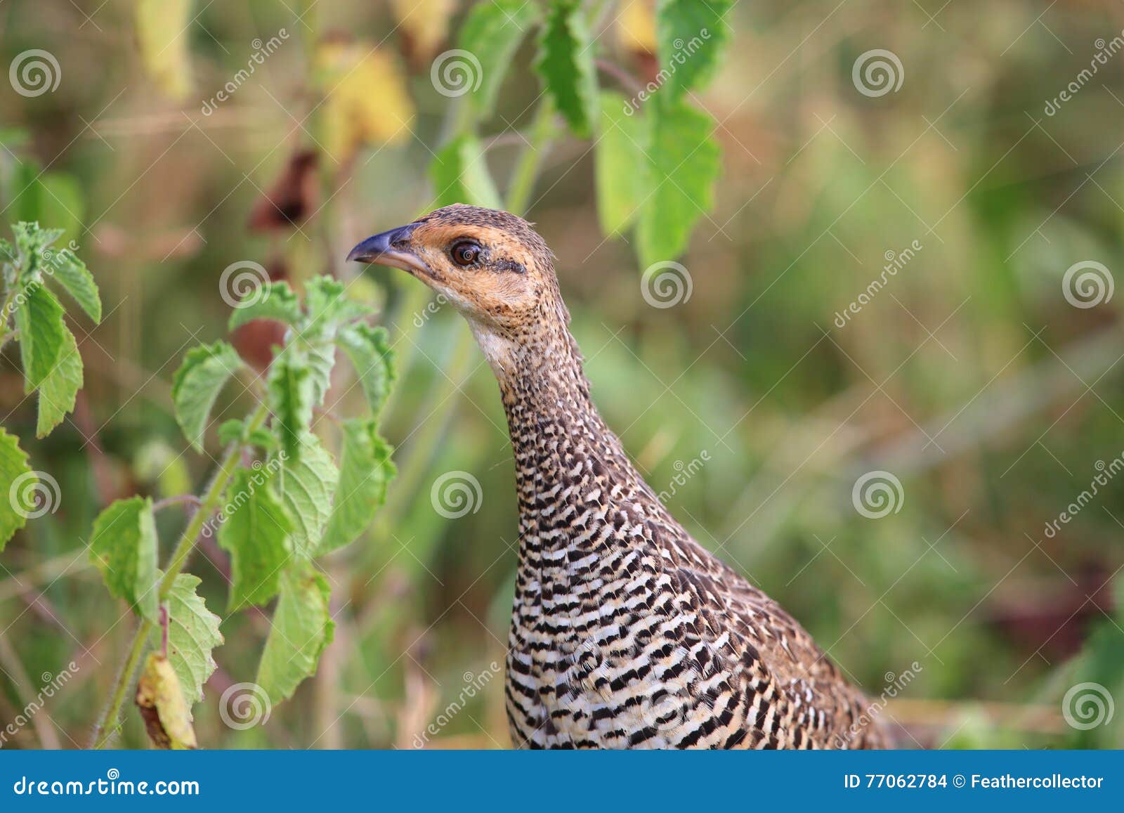 Chinese francolin stock photo. Image of female, natural - 77062784