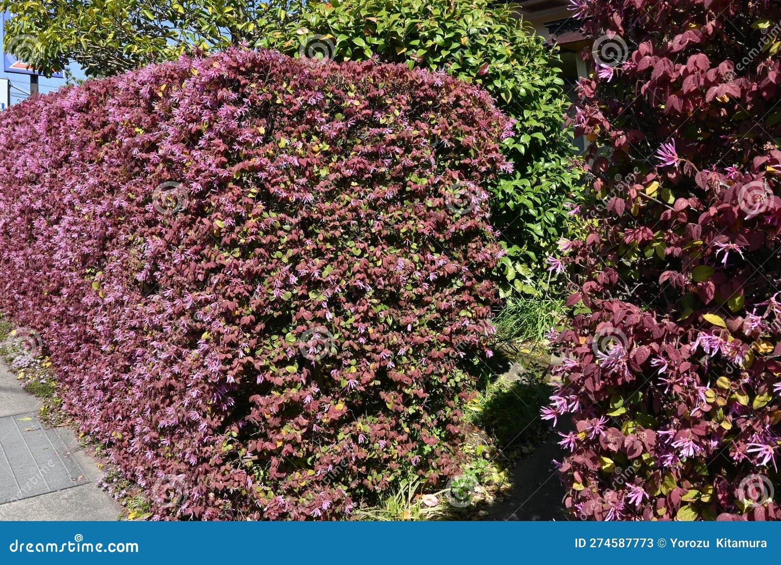 The Chinese Fringe Bush Hedges. Stock Image - Image of hedges, nature ...