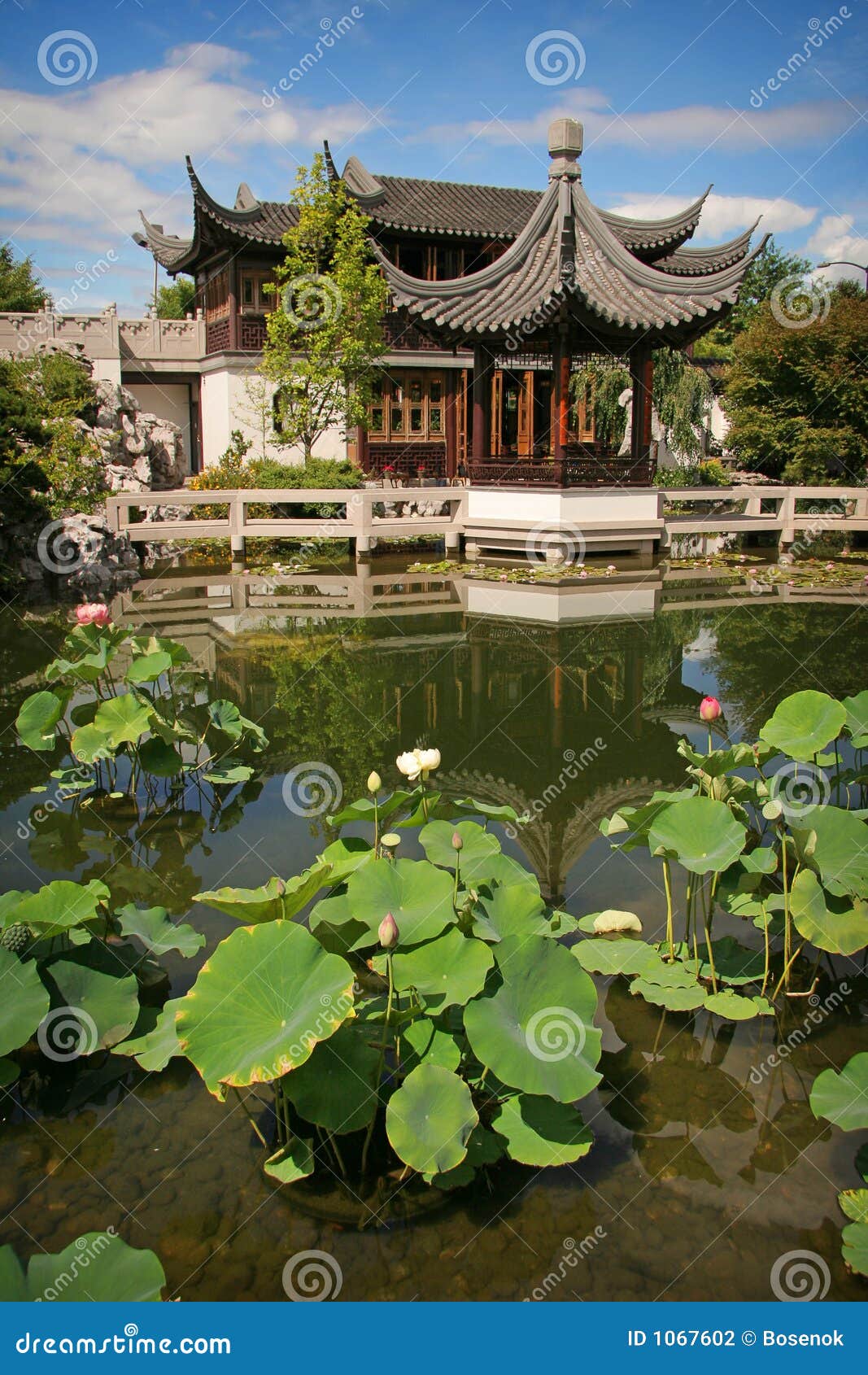 Chinese Garden stock photo. Image of flower, fragrance - 1067602