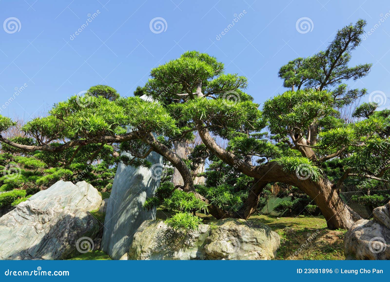 Chinese garden plant stock photo. Image of botany, natural - 23081896
