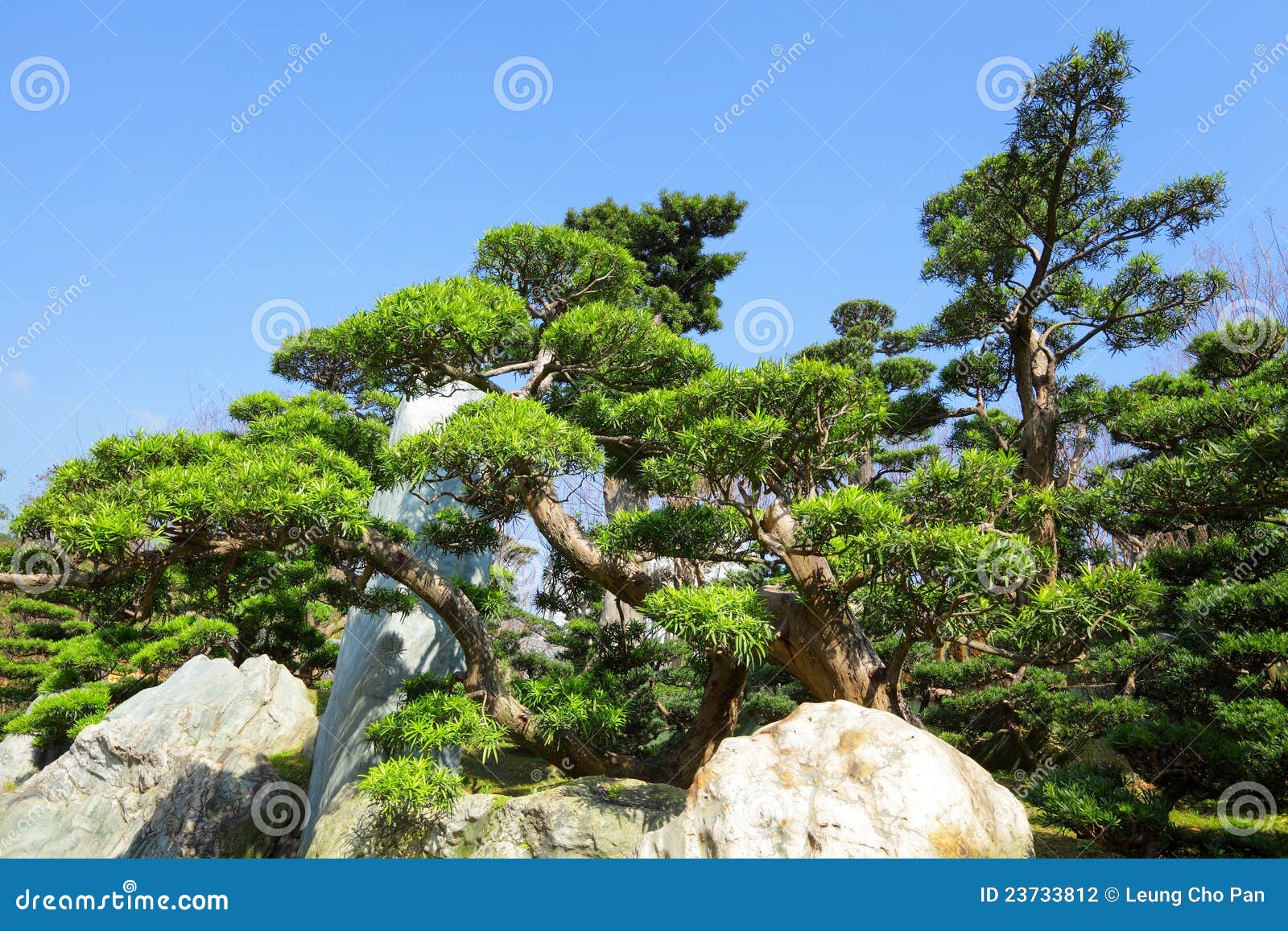 Chinese garden plant stock photo. Image of meditation - 23733812