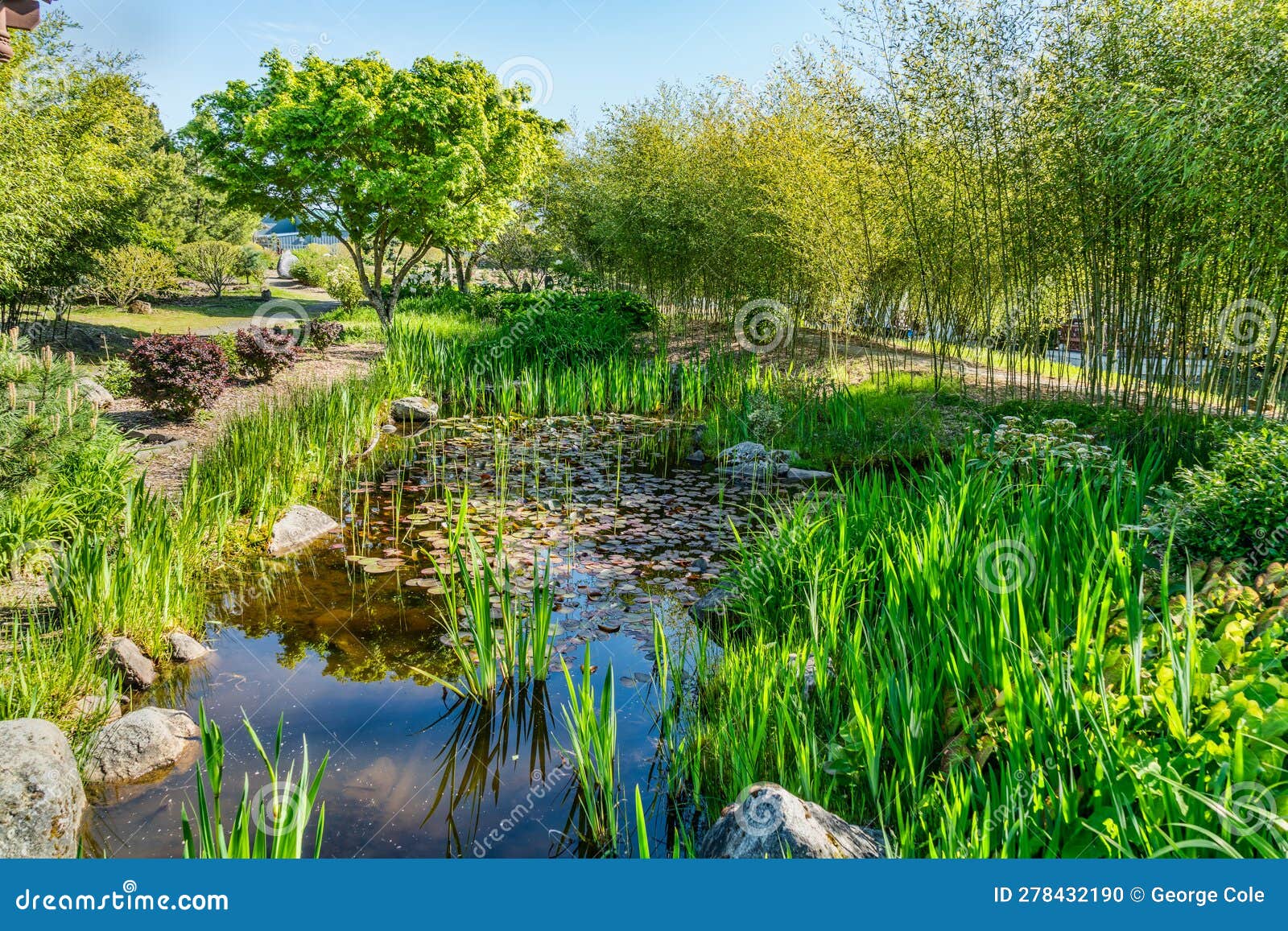 Chinese Garden Pond stock photo. Image of lily, seattle - 278432190