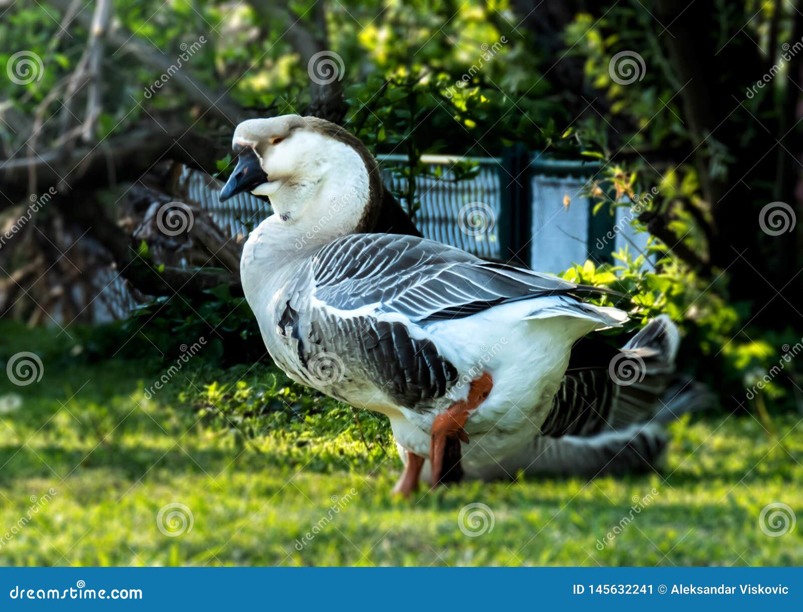 Chinese geese stock image. Image of bird, closeup, grass - 145632241