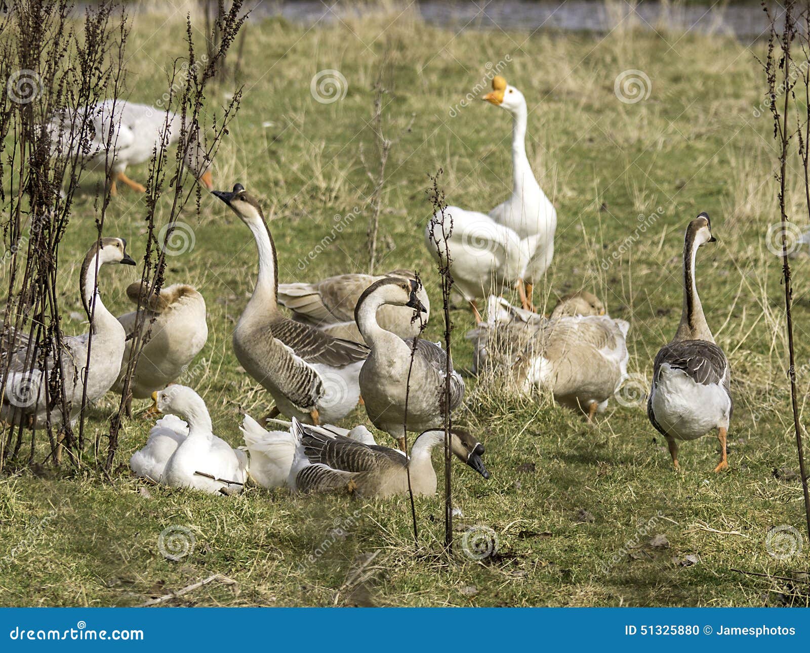 Chinese Geese White and Grey Stock Photo - Image of preening, olney ...