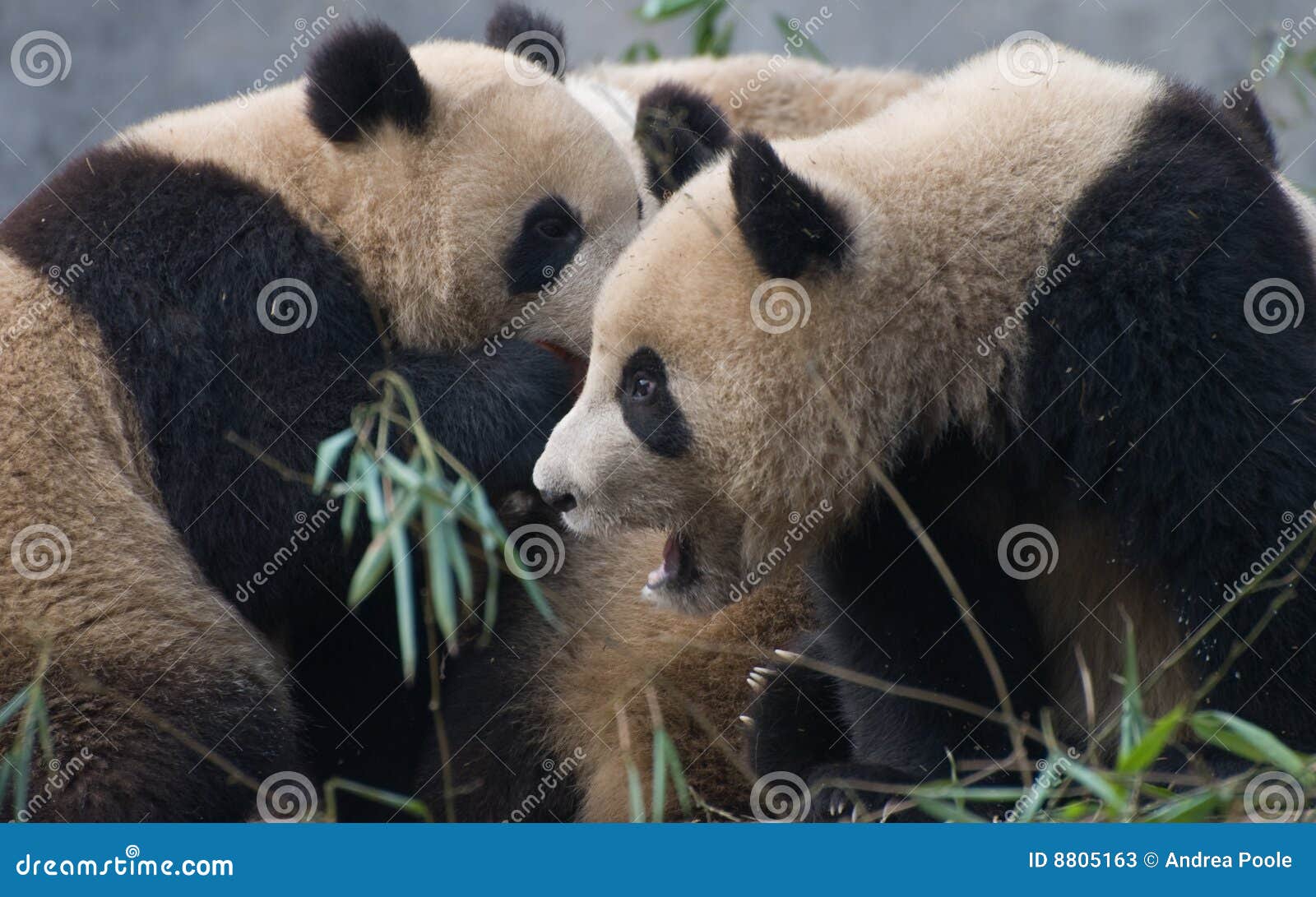 Chinese Giant Panda Screaming Stock Image - Image of mammal, screaming ...