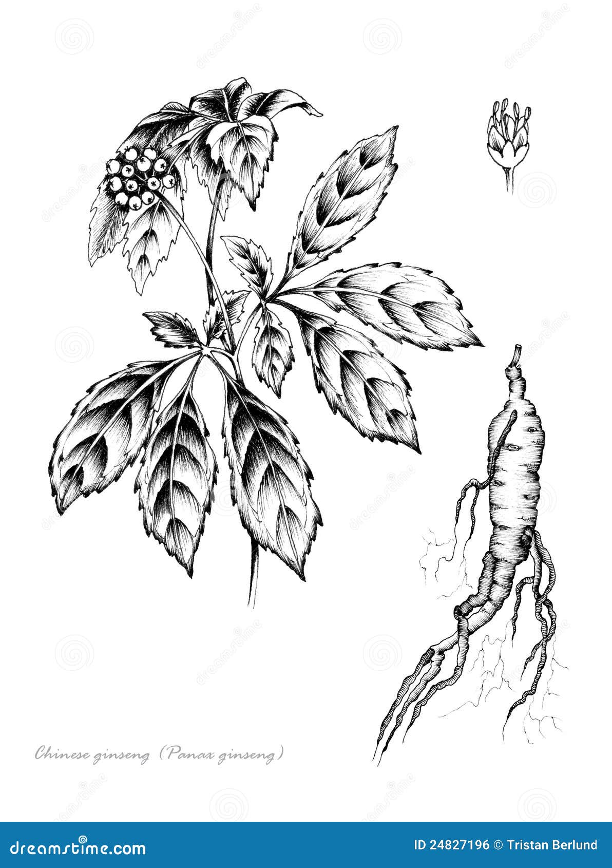 Chinese Ginseng Panax Notoginseng , Or Three-seven Root, Medicinal ...