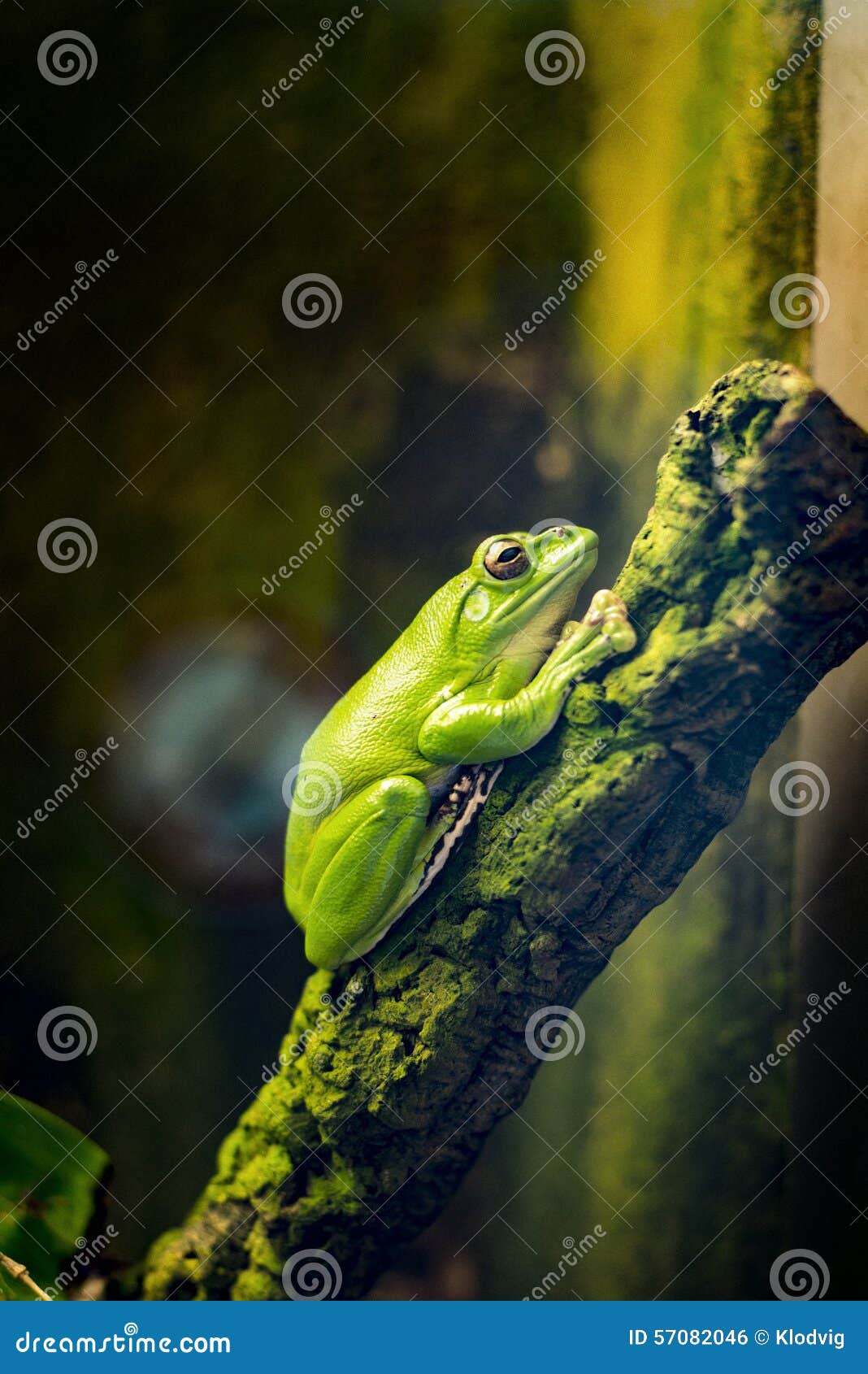 Chinese Gliding Frog