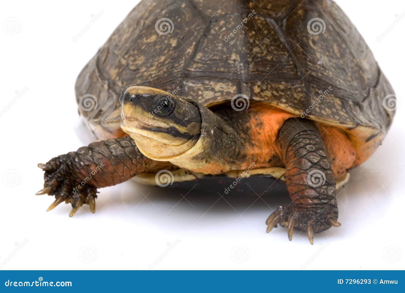 Chinese Golden Coin Box Turtle Royalty-Free Stock Photography ...