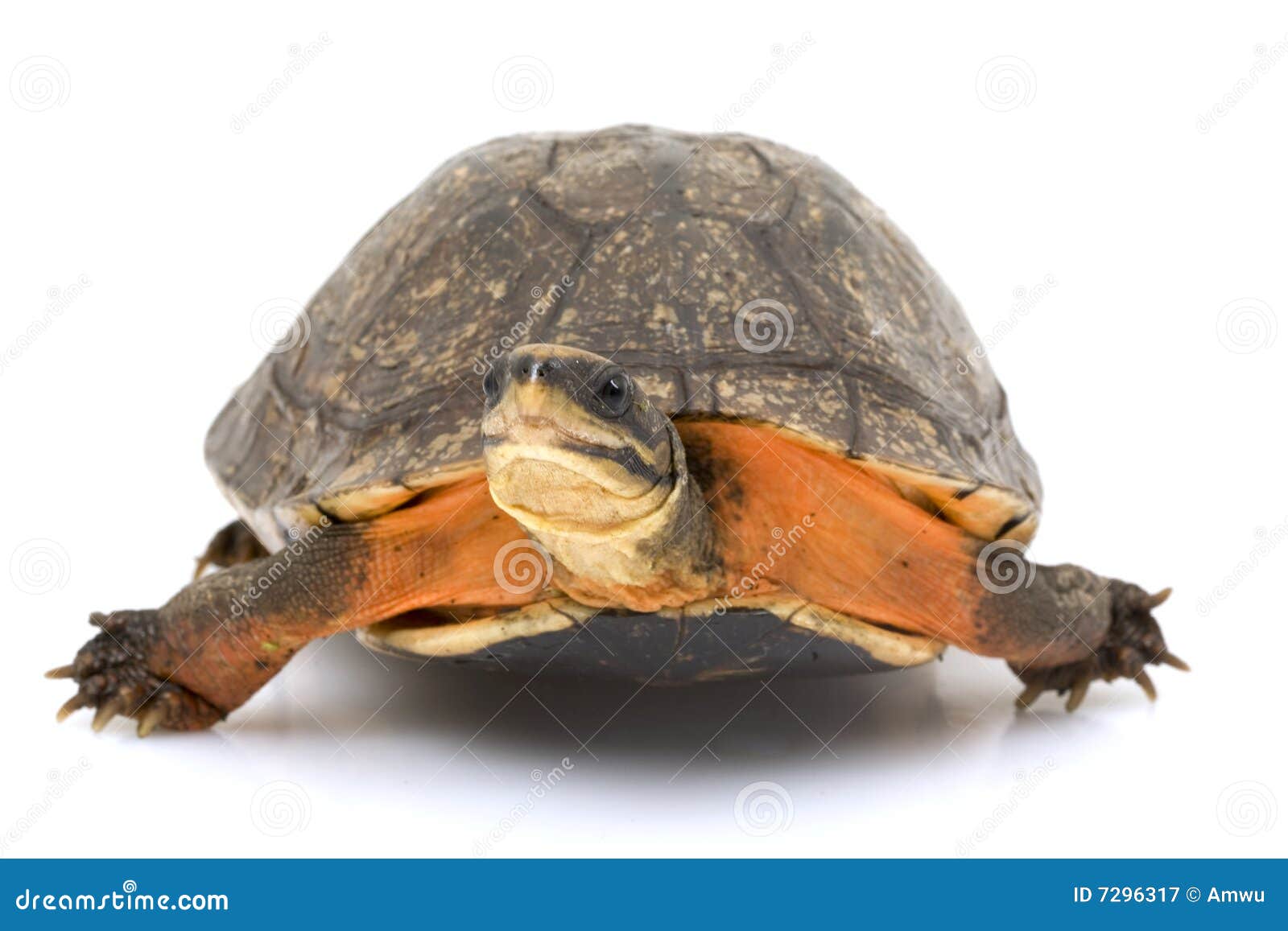 2,511 Chinese Golden Coin Stock Photos - Free & Royalty-Free Stock ...