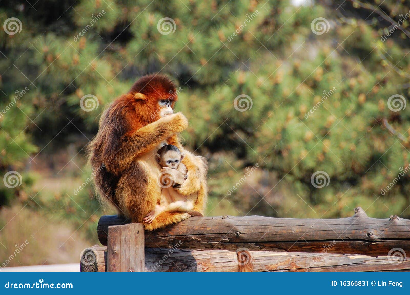 Golden Monkey At Jinbian Stream In Zhangjiajie Wulingyuan Royalty-Free ...