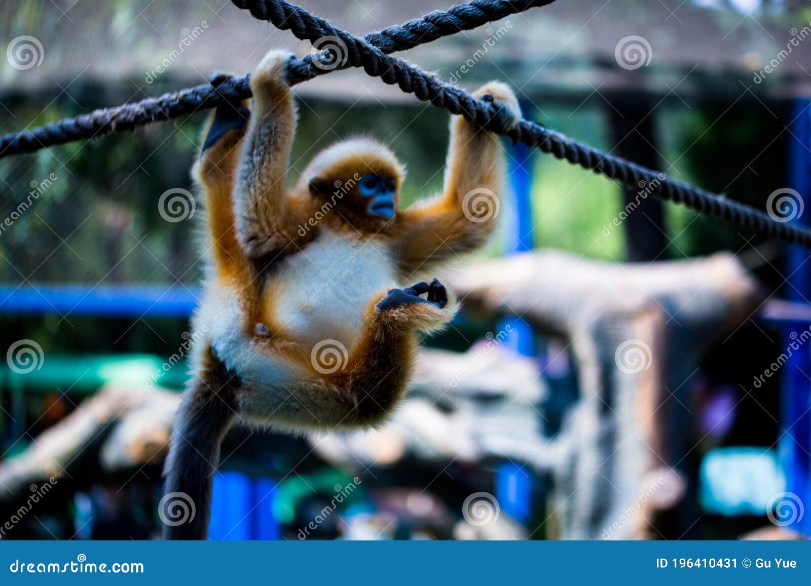 Chinese Golden MonkeyRhinopithecus, a Very Rare Primate Stock Image ...
