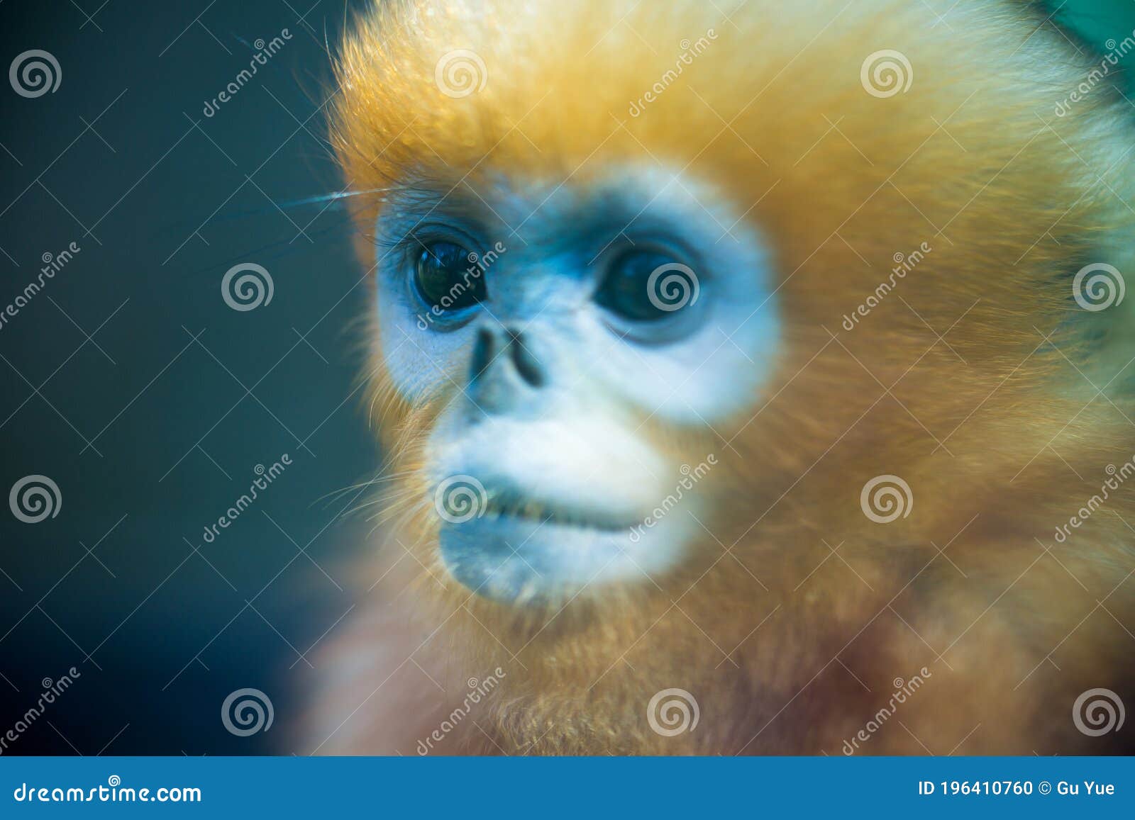 Chinese Golden MonkeyRhinopithecus, a Very Rare Primate Stock Photo ...