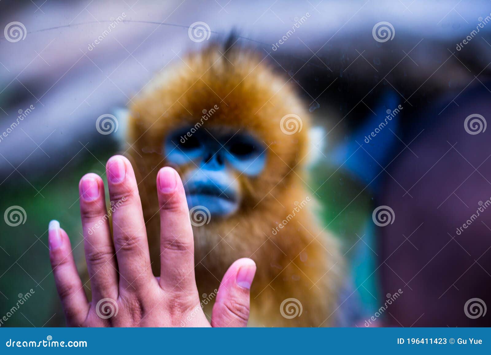 Chinese Golden MonkeyRhinopithecus, a Very Rare Primate Stock Image ...