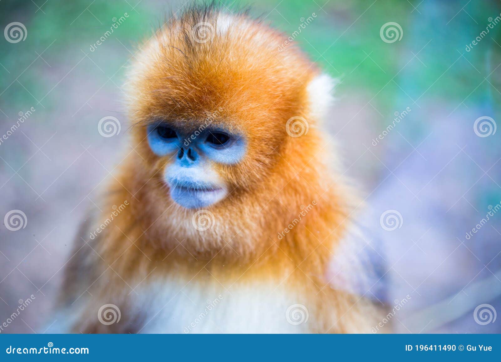 Chinese Golden MonkeyRhinopithecus, a Very Rare Primate Stock Photo ...