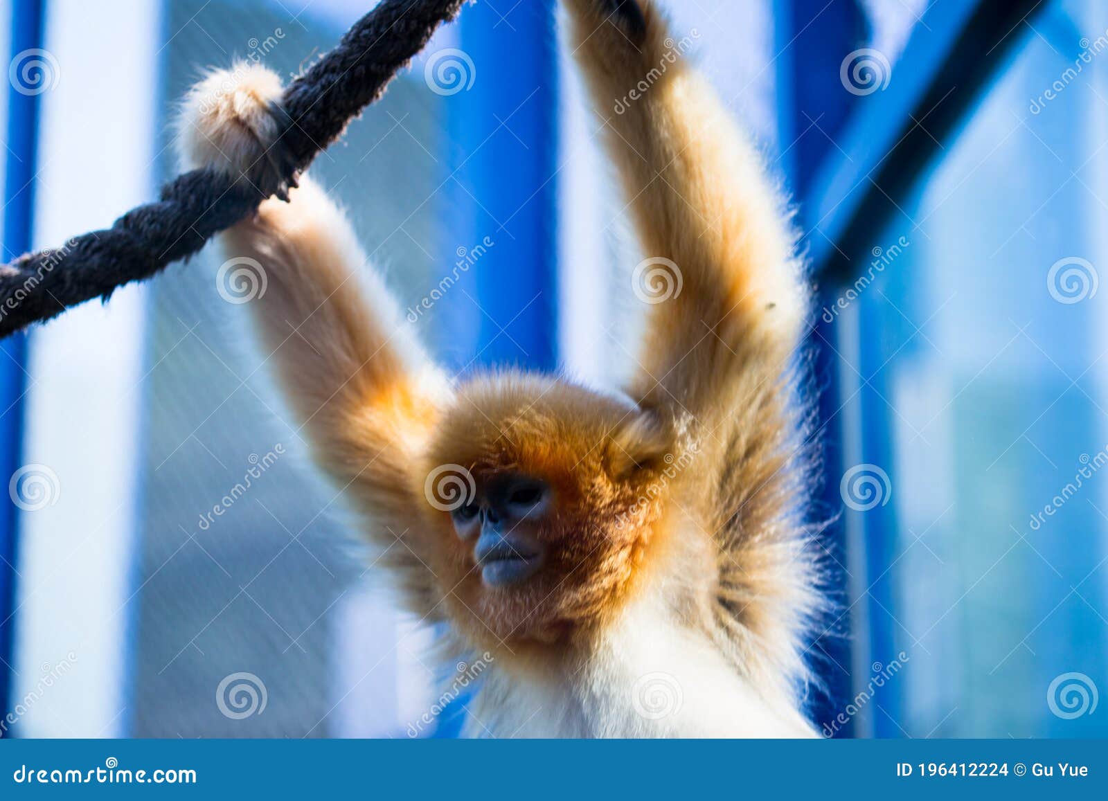 Chinese Golden MonkeyRhinopithecus, a Very Rare Primate Stock Photo ...