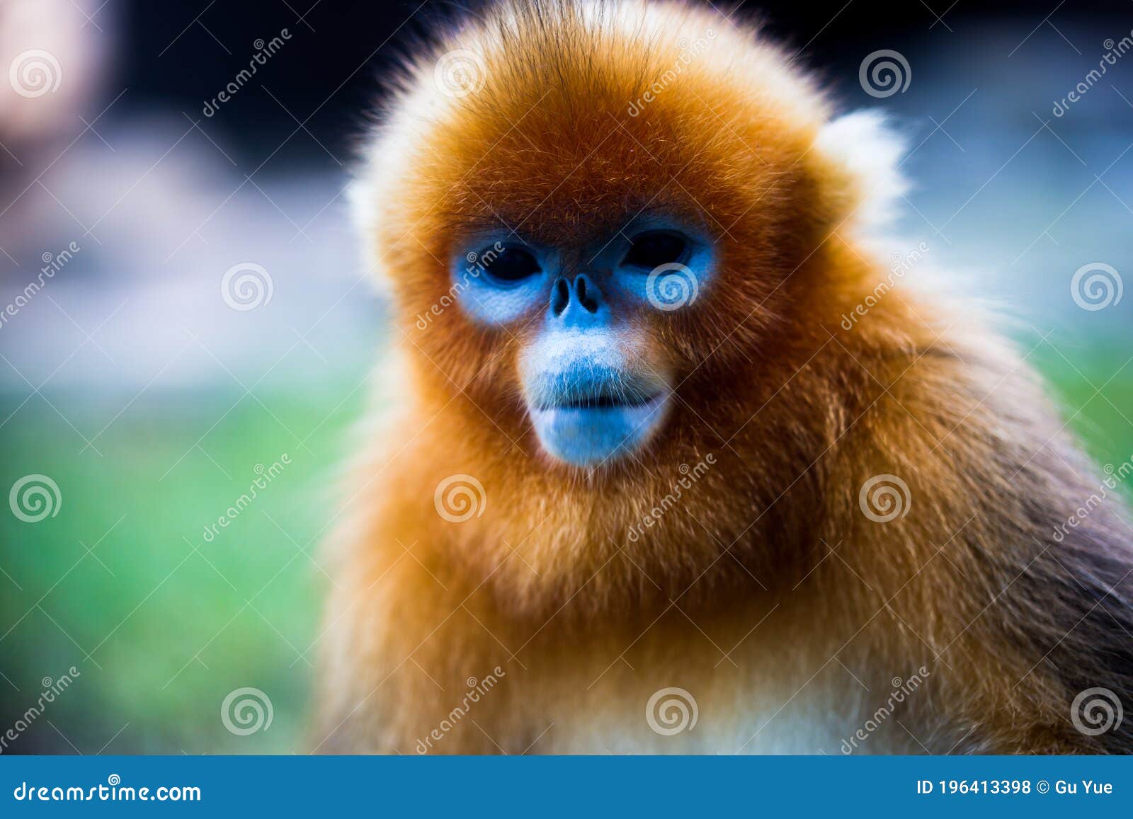 Chinese Golden MonkeyRhinopithecus, a Very Rare Primate Stock Photo ...