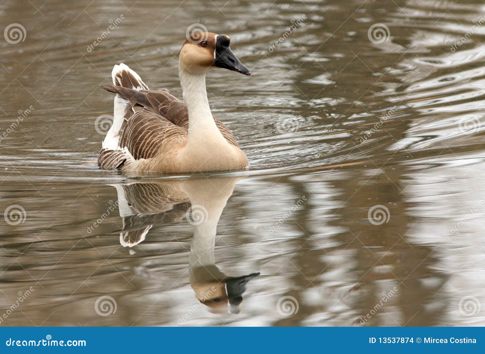 Chinese Goose stock photo. Image of close, geese, lake - 13537874
