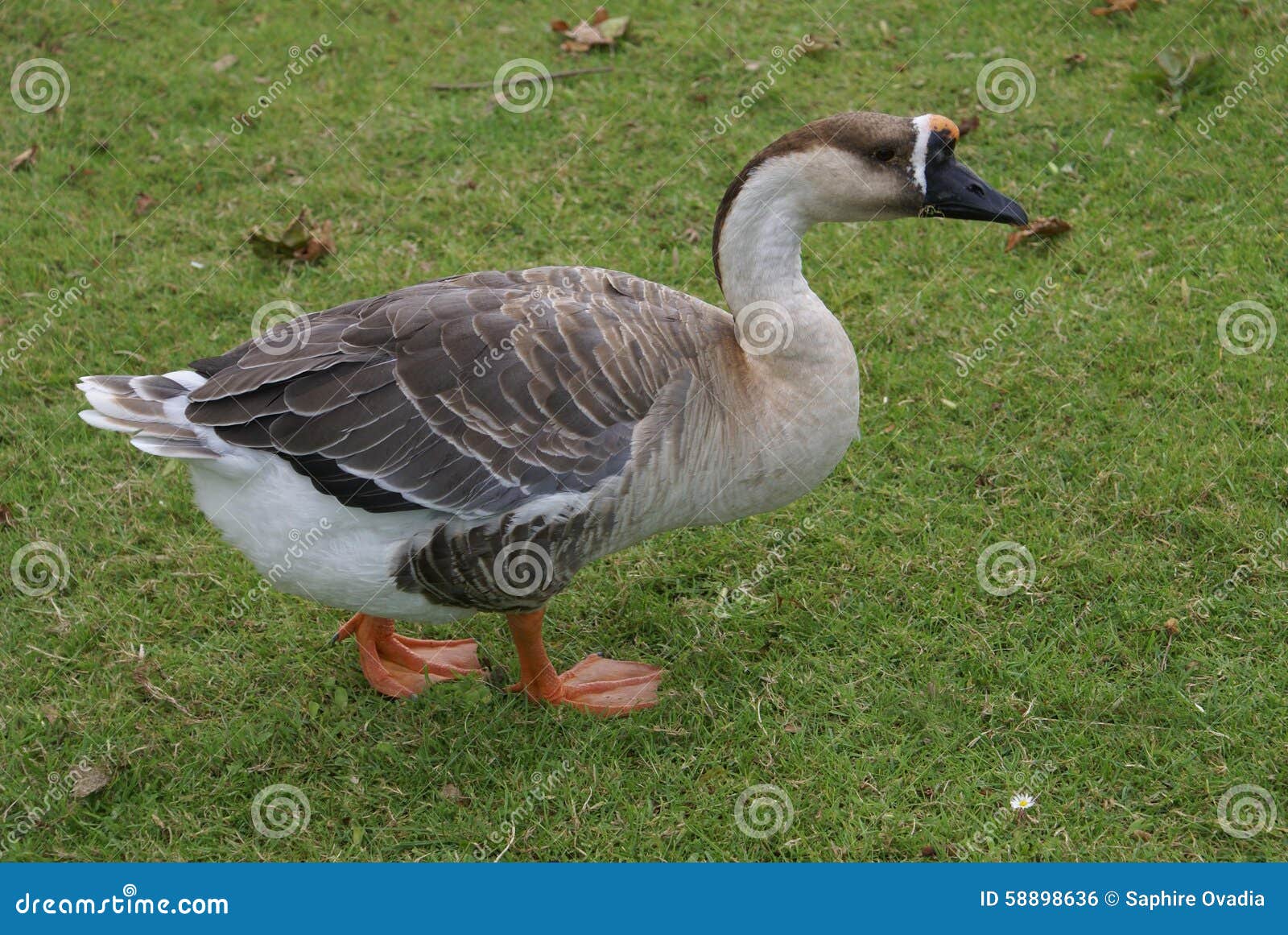 Chinese goose stock photo. Image of farmland, walking - 58898636