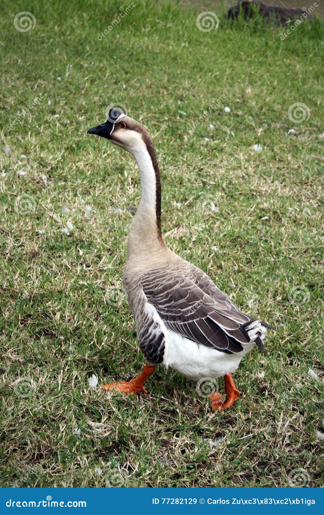 Chinese goose stock image. Image of domestic, white, duck - 77282129